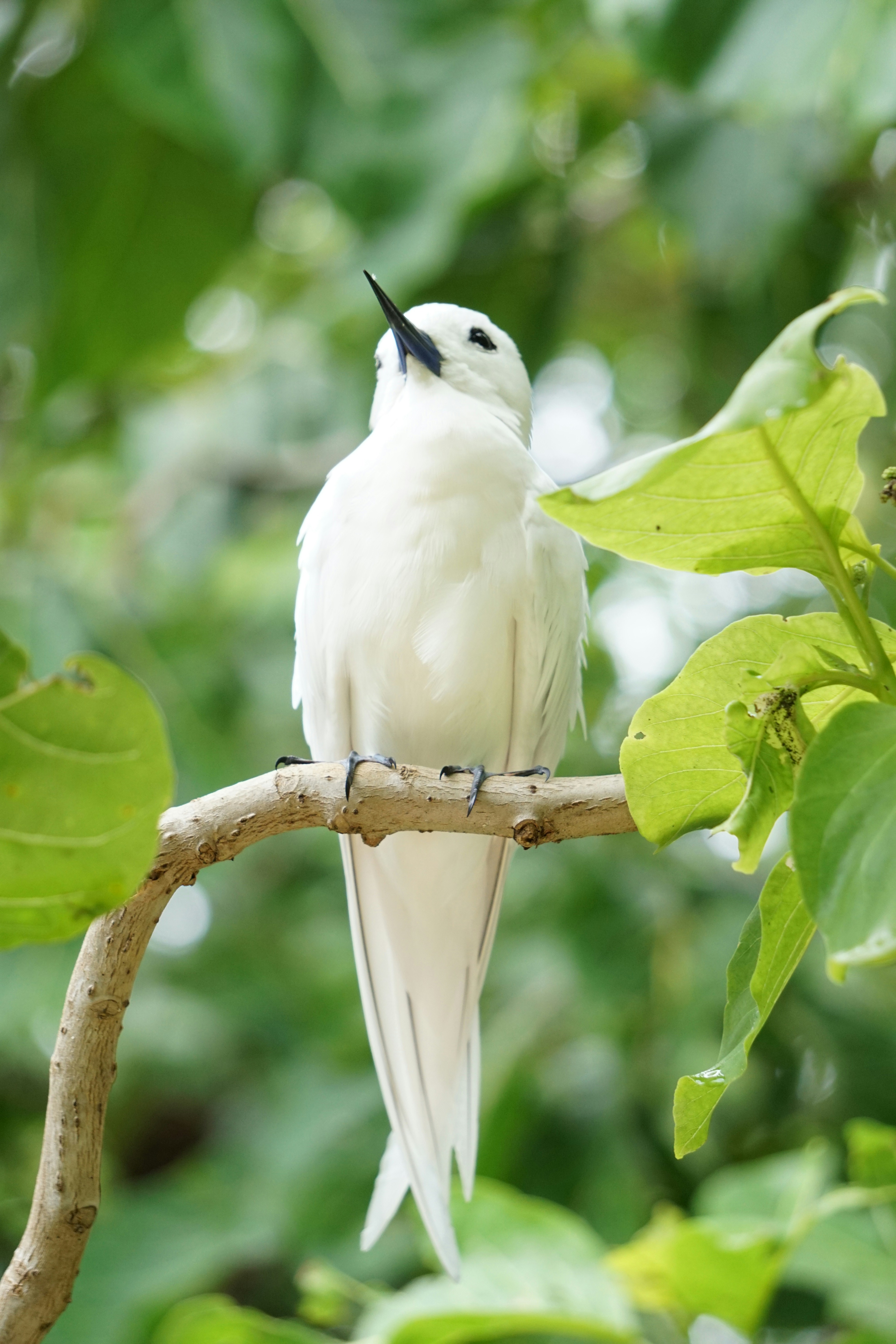 White Monochrome Warbler Perched on a Branch in Lush Greenery