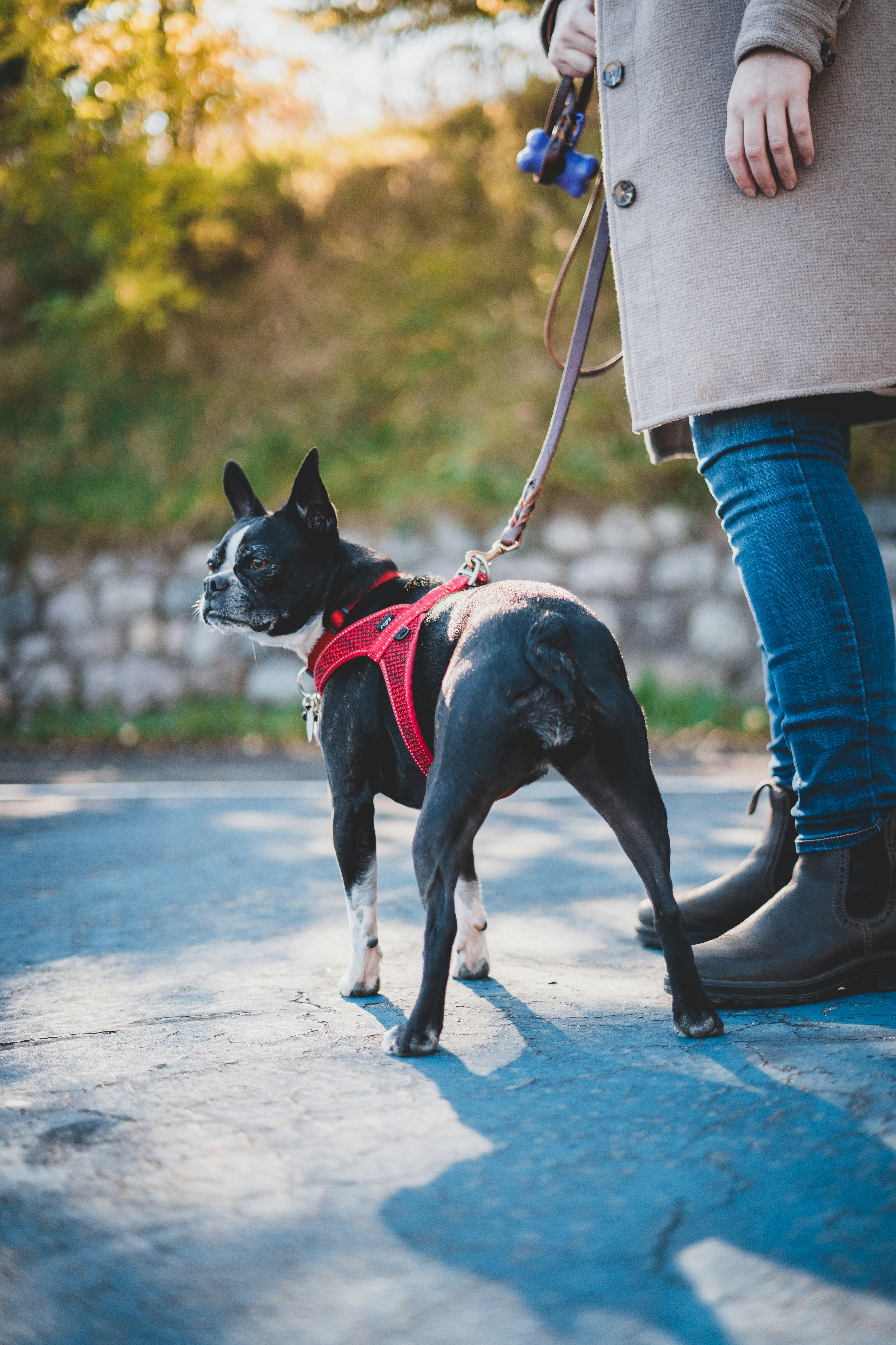 Foto Un perro con correa siendo paseado por una persona – Imagen Correa ...