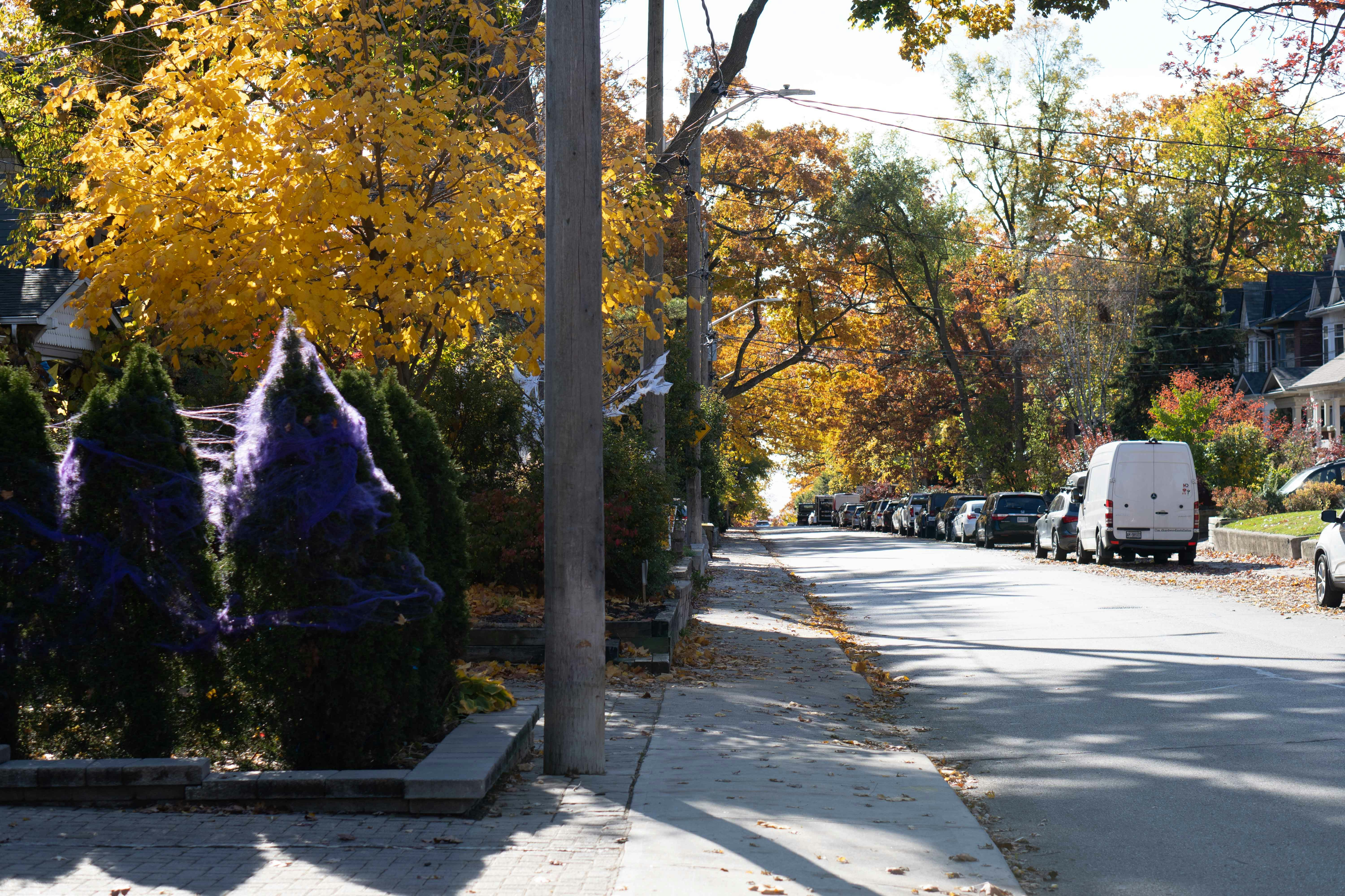 Golden Canopies on a Quiet Autumn Street