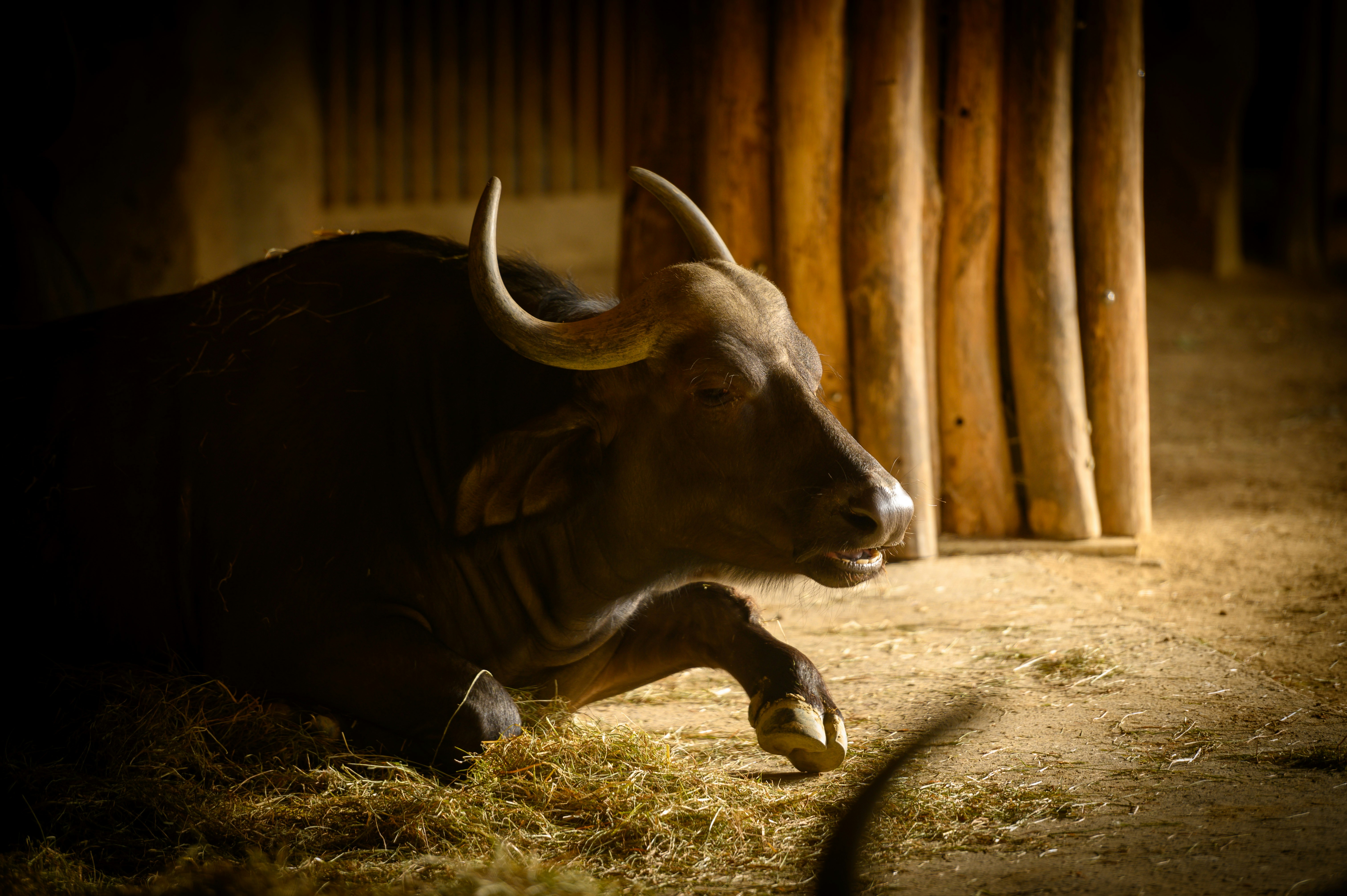 A bull laying in the hay photo – Free Zoo antwerpen Image on Unsplash