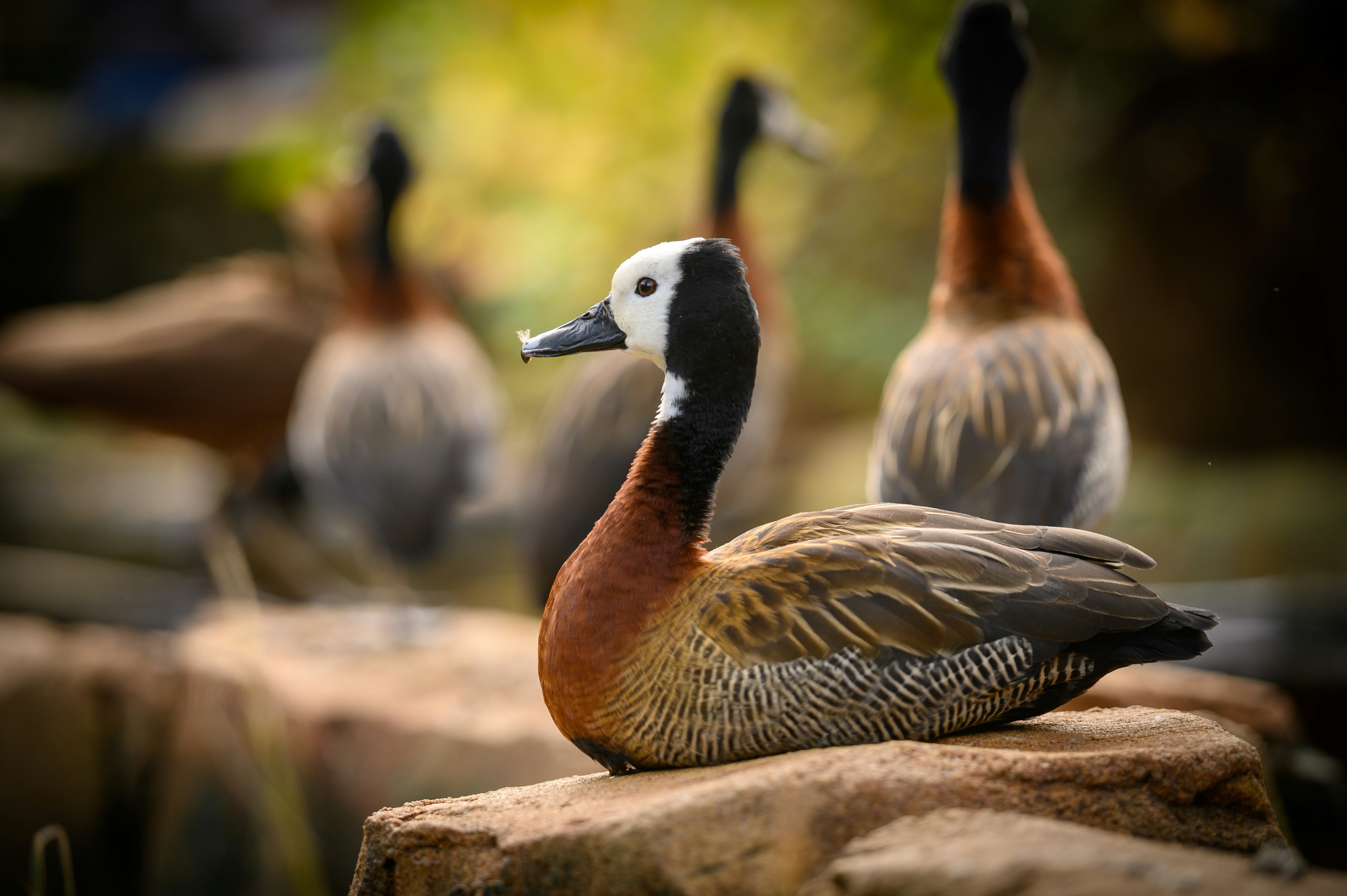 Copper-necked Duck on a Sunlit Rock