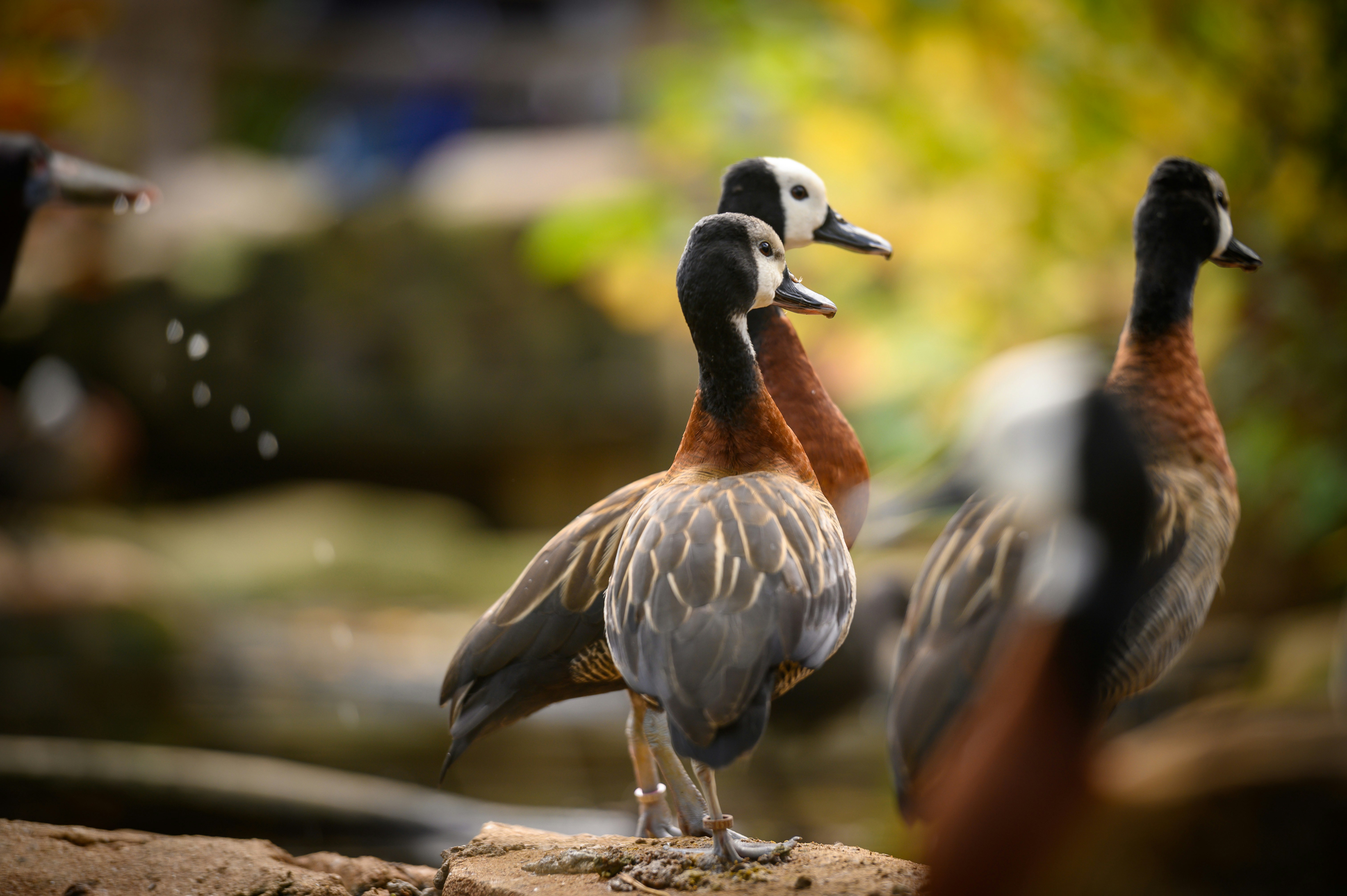 Triad of Ducks: Calm Gaze on a Sunlit Bank