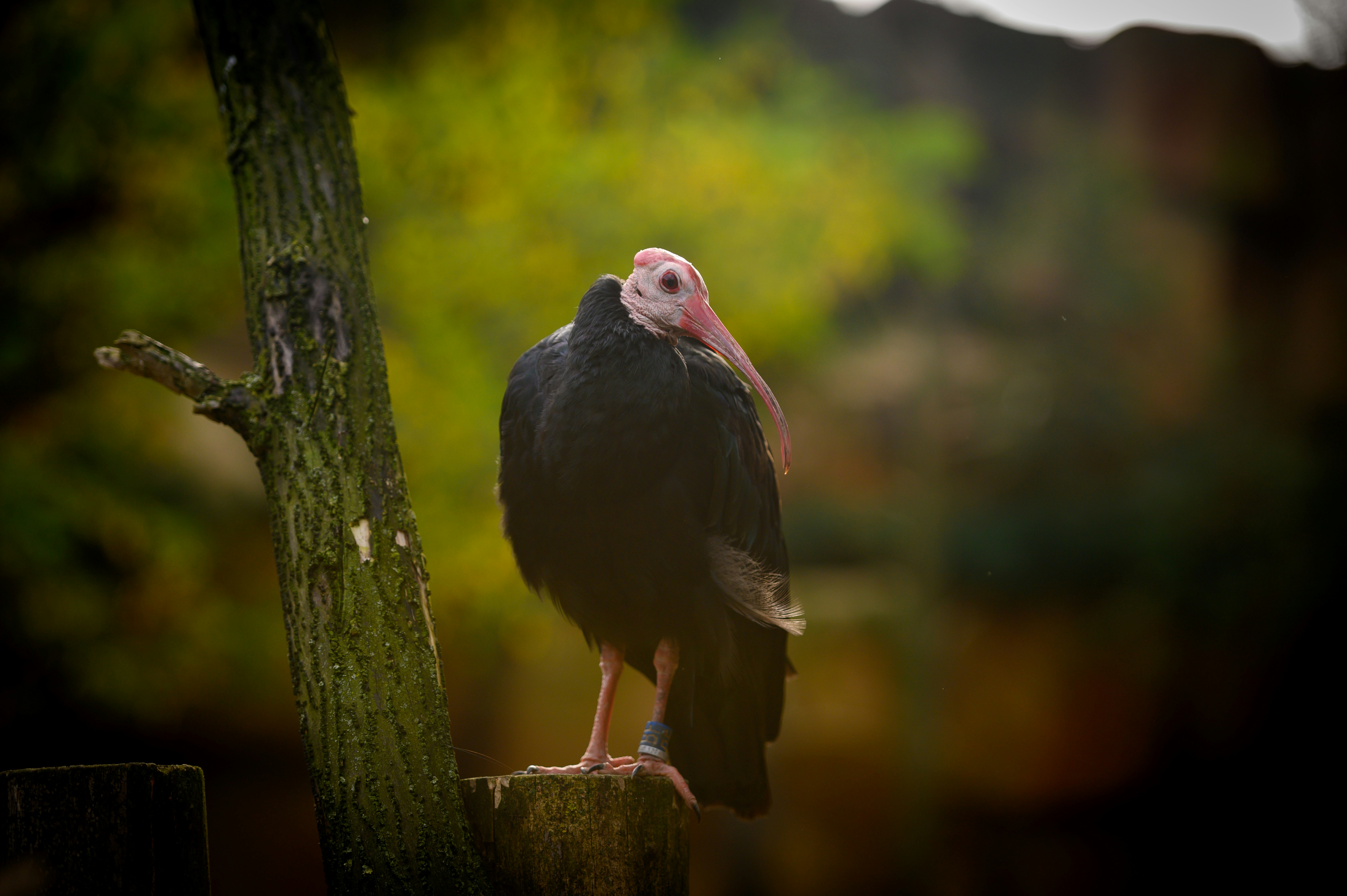 Dusk Perch: Pink-Faced Ibis on a Mossy Trunk in Quiet Woods