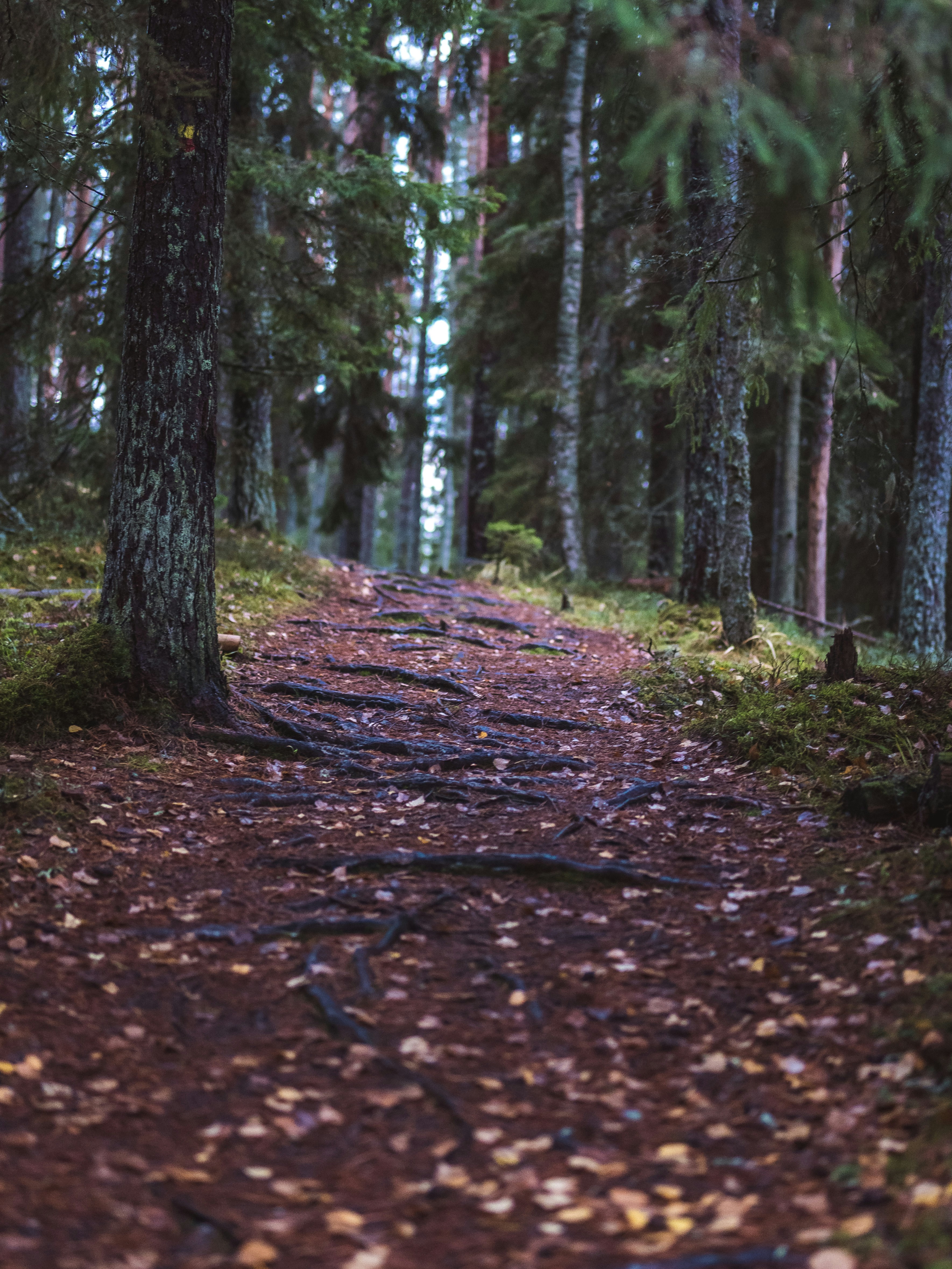 Kakerdaja Raba Matkarada Photos | Télécharger des images gratuites sur ...