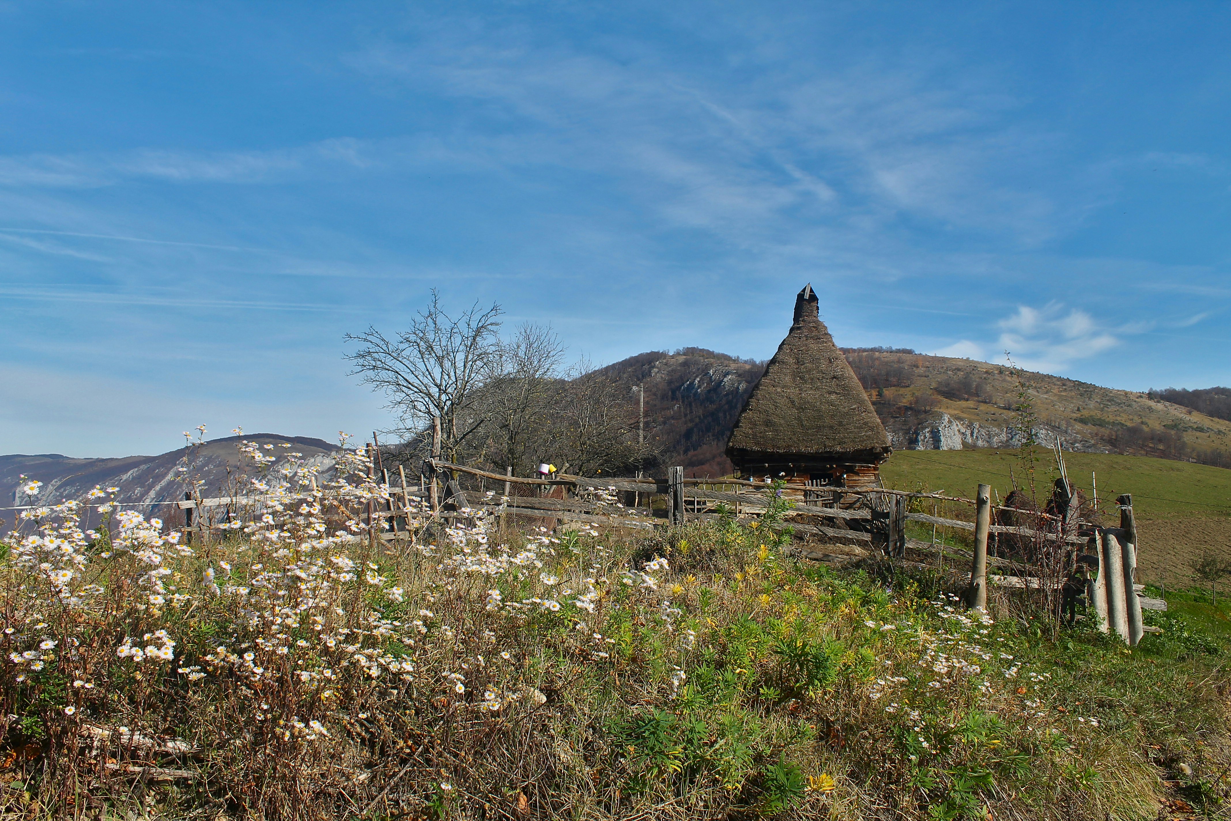 Thatched-Roof Hut Amid Blooming Foreground and Open Hills
