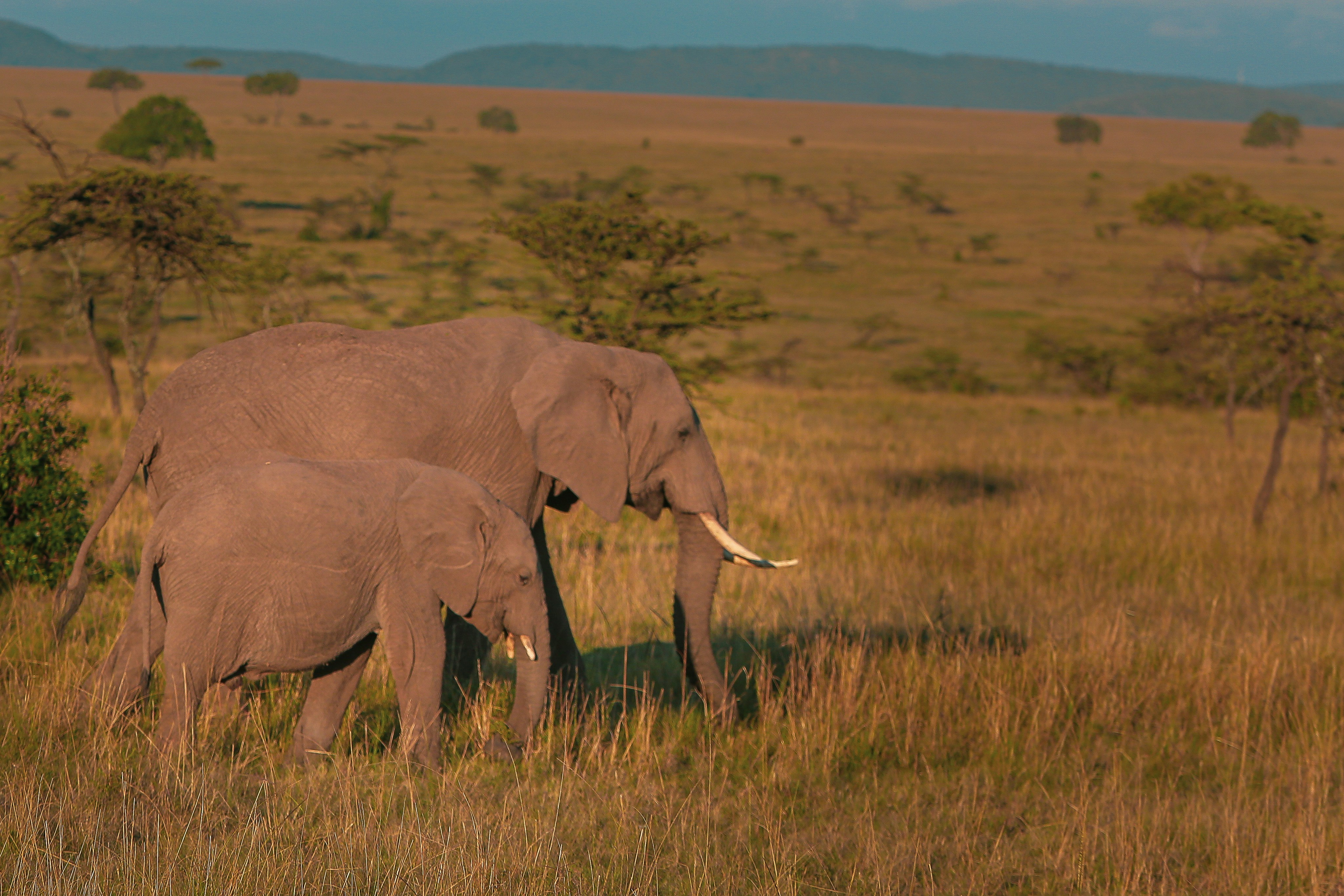 Golden Giants in the Savannah: Evening Parade