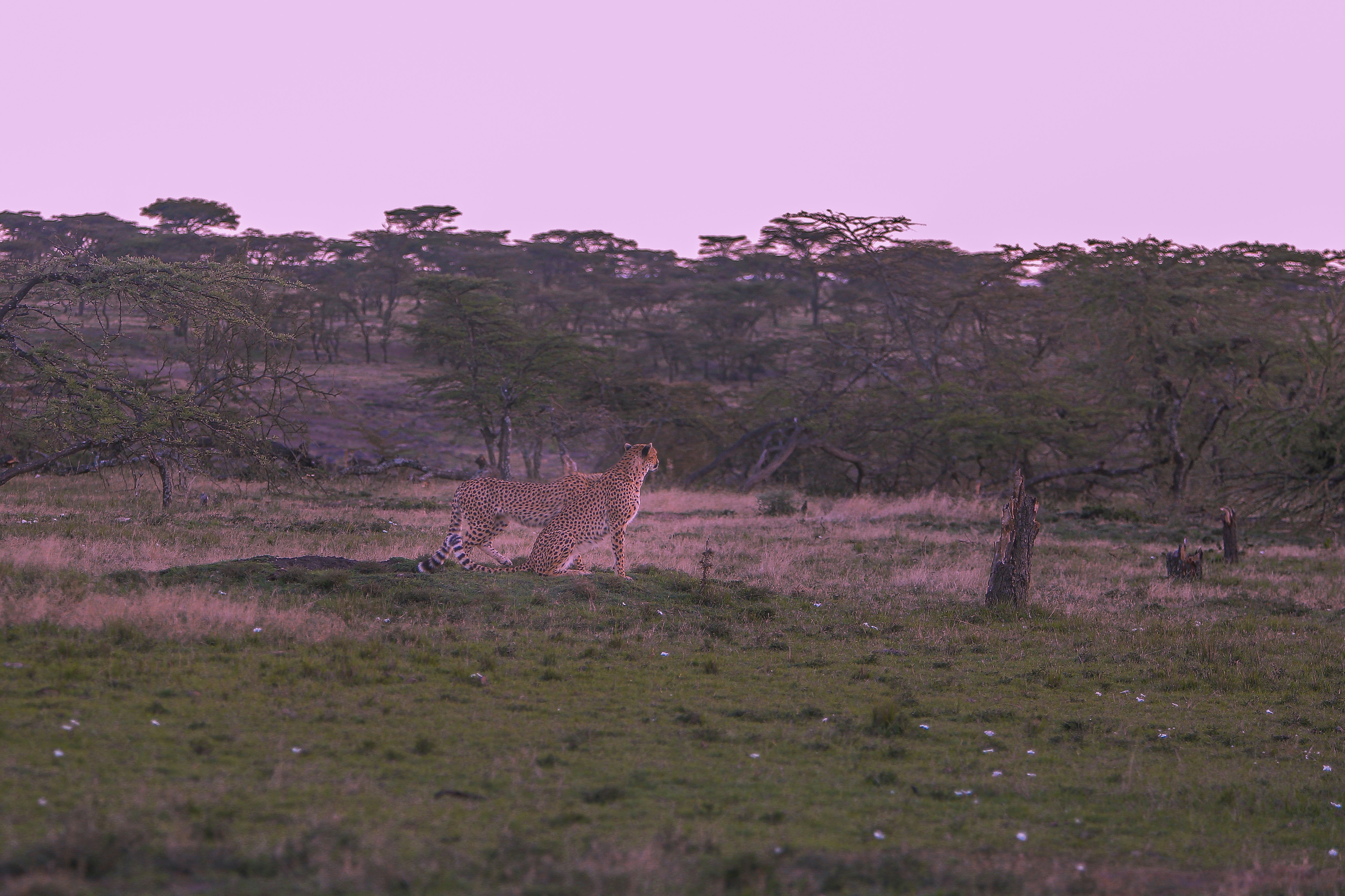 a couple giraffes in a field