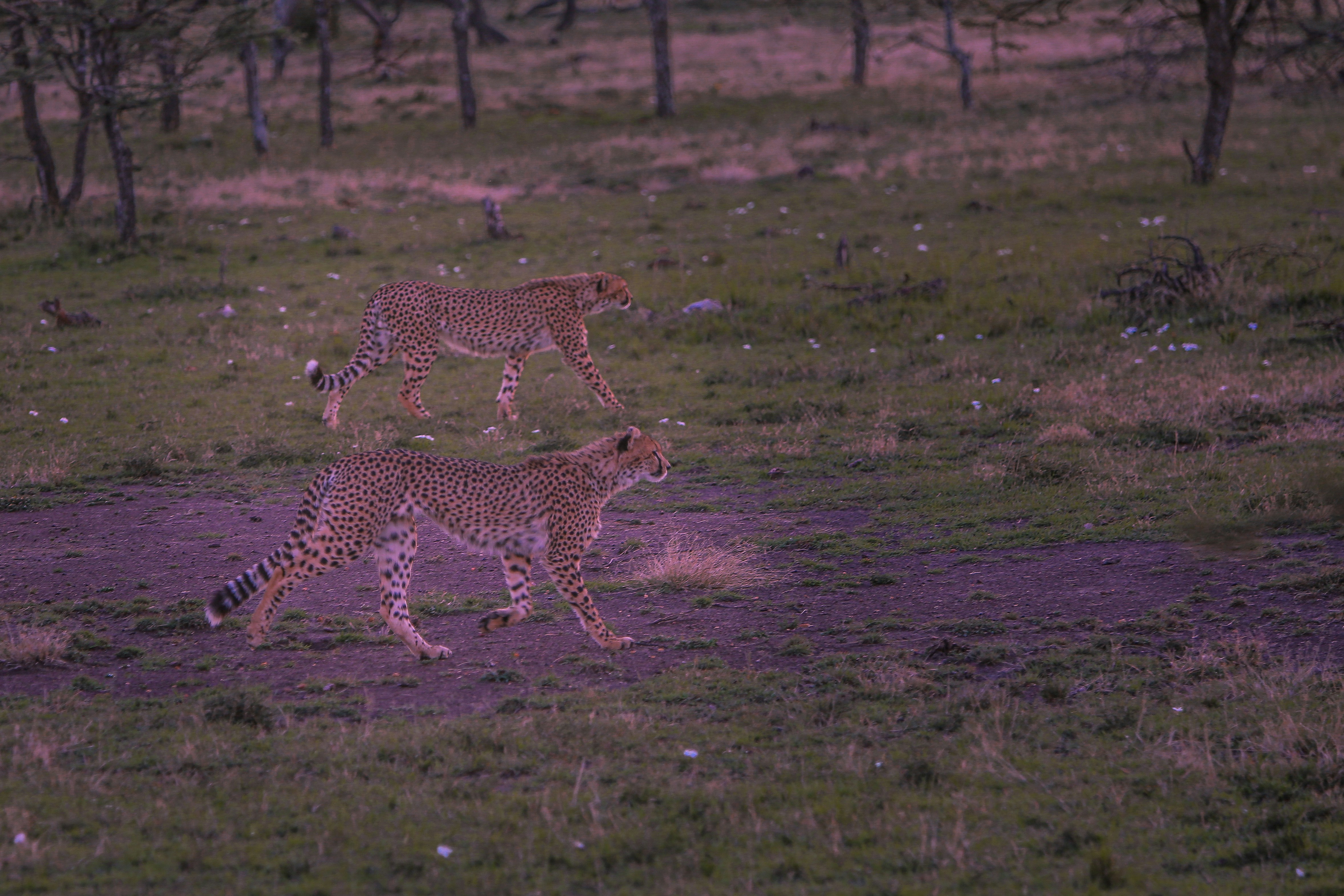 A group of cheetahs running in a field photo – Free Wildlife Image on ...