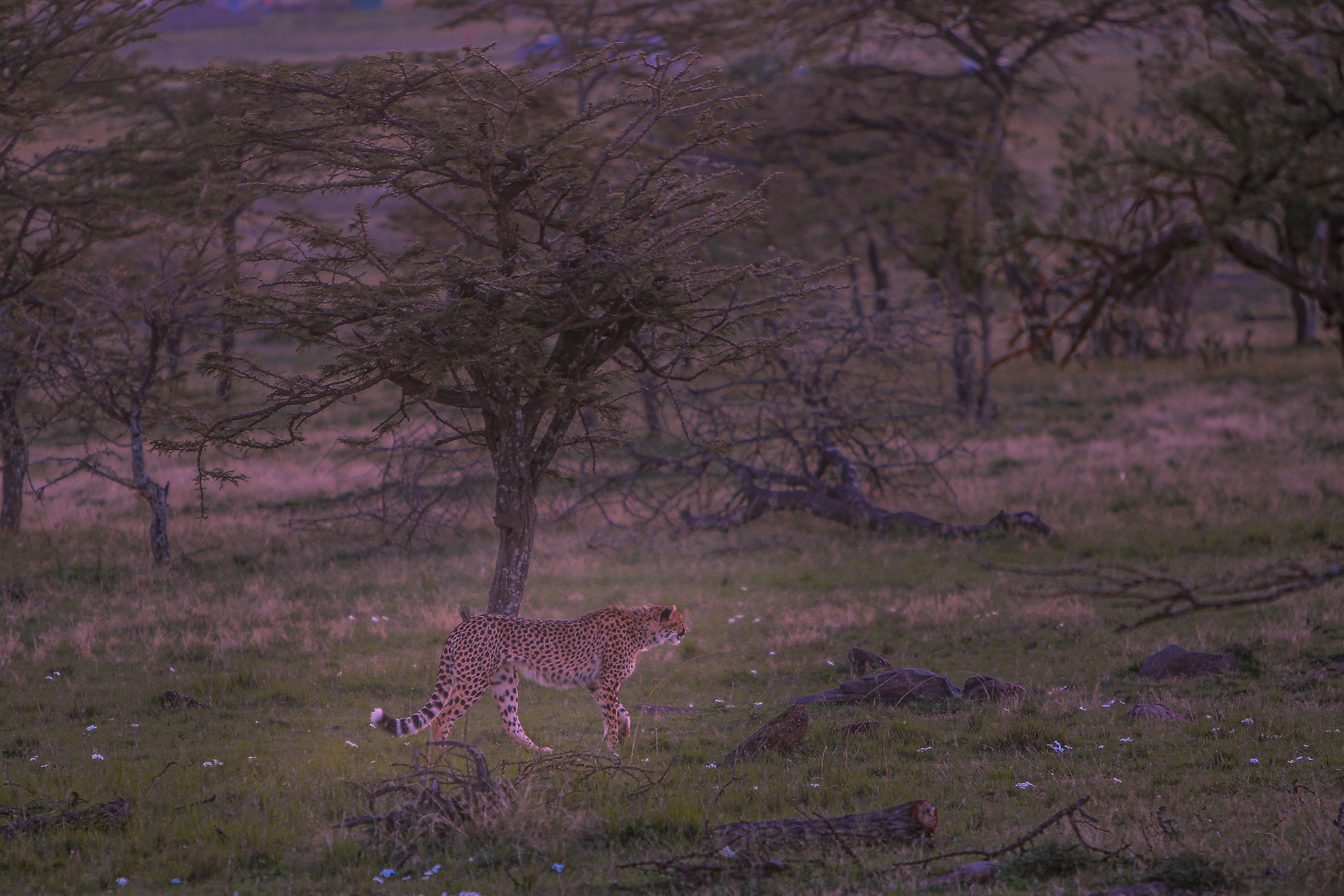 Dusk Patrol: A Cheetah Traverses Lavender Savanna