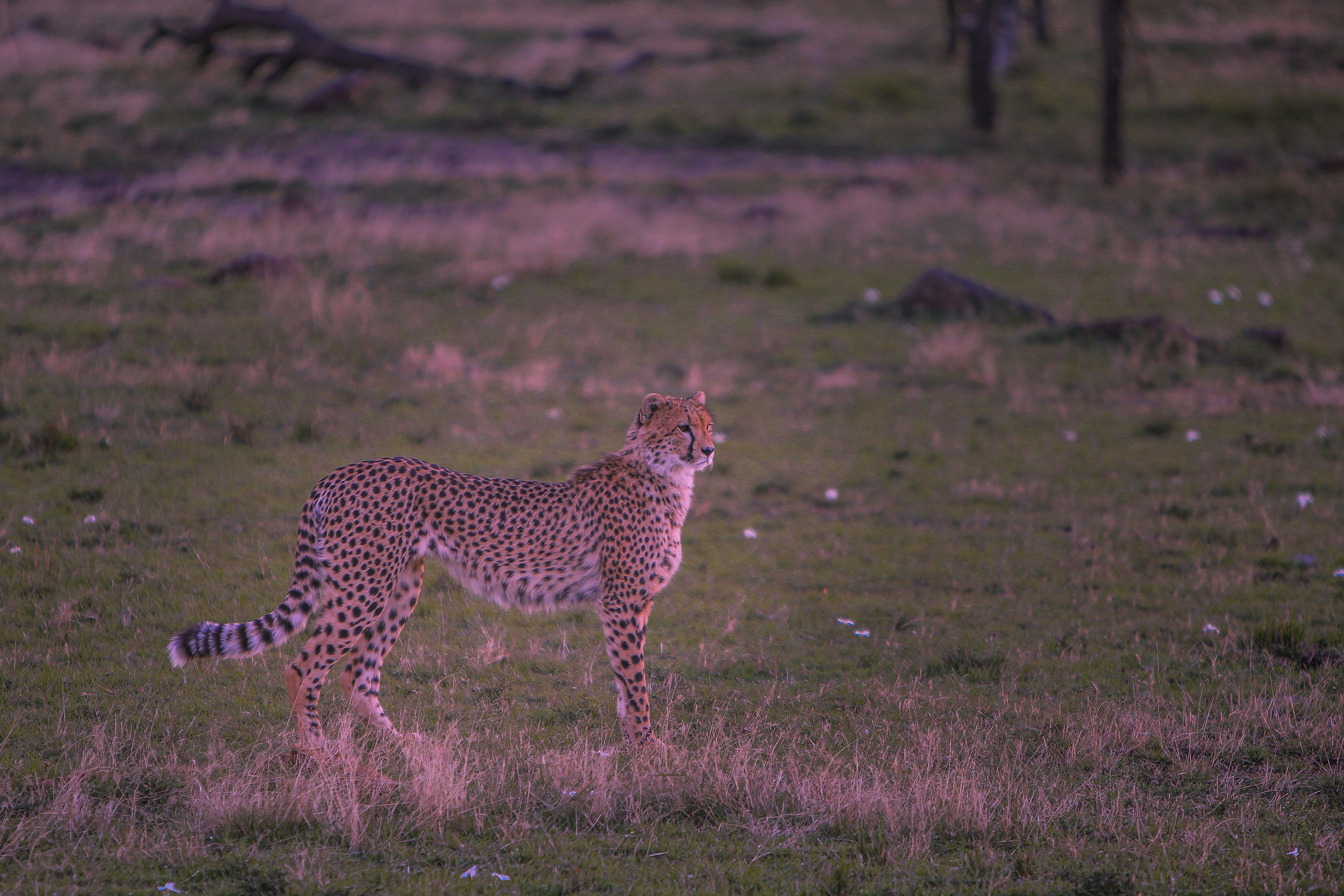 Lavender Hour: a cheetah scans the grasslands under dusk-tinted light
