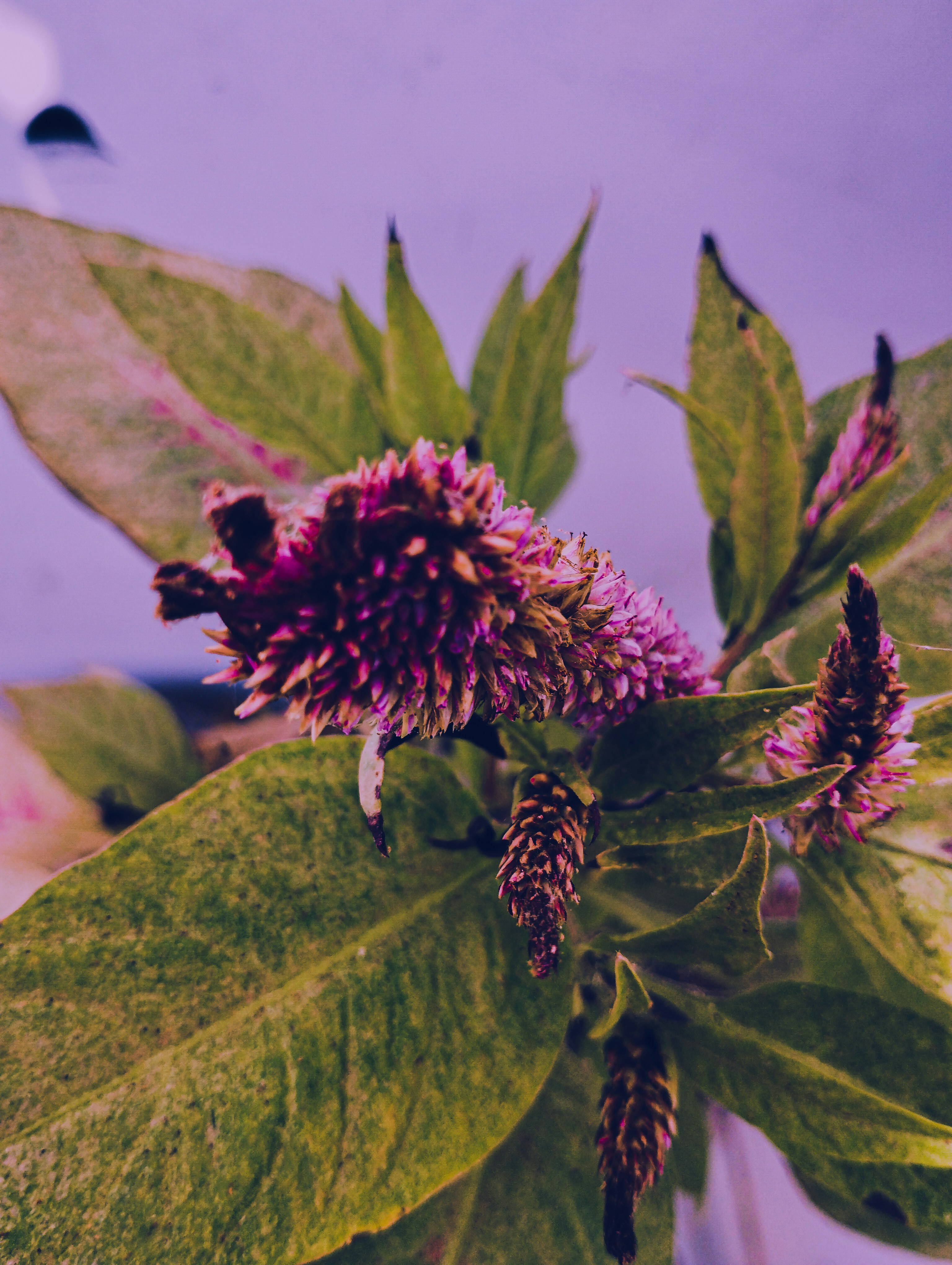 Crimson Bloom in Soft Haze