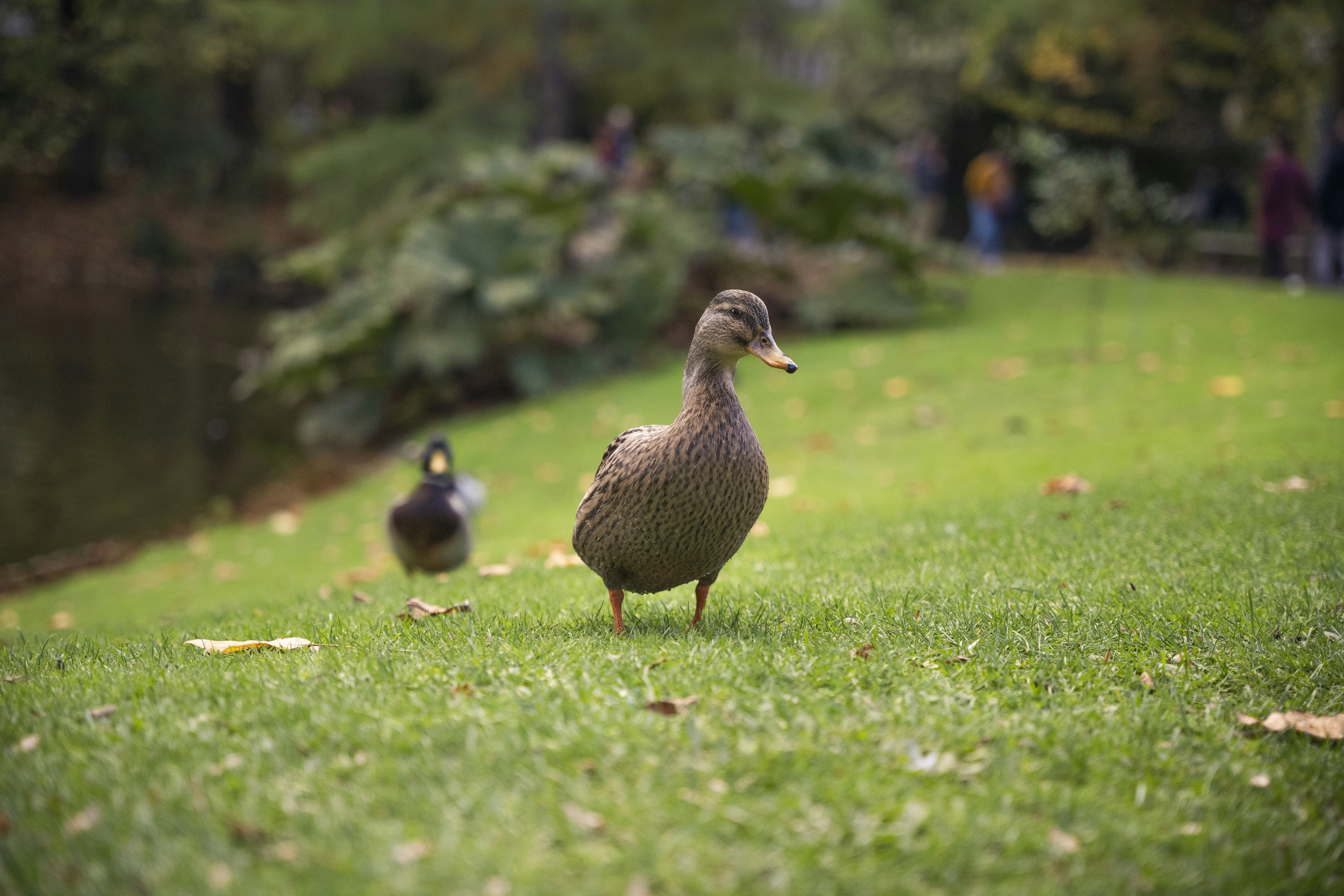 Foto Un pato y un patito caminando sobre la hierba – Imagen Jardin des ...