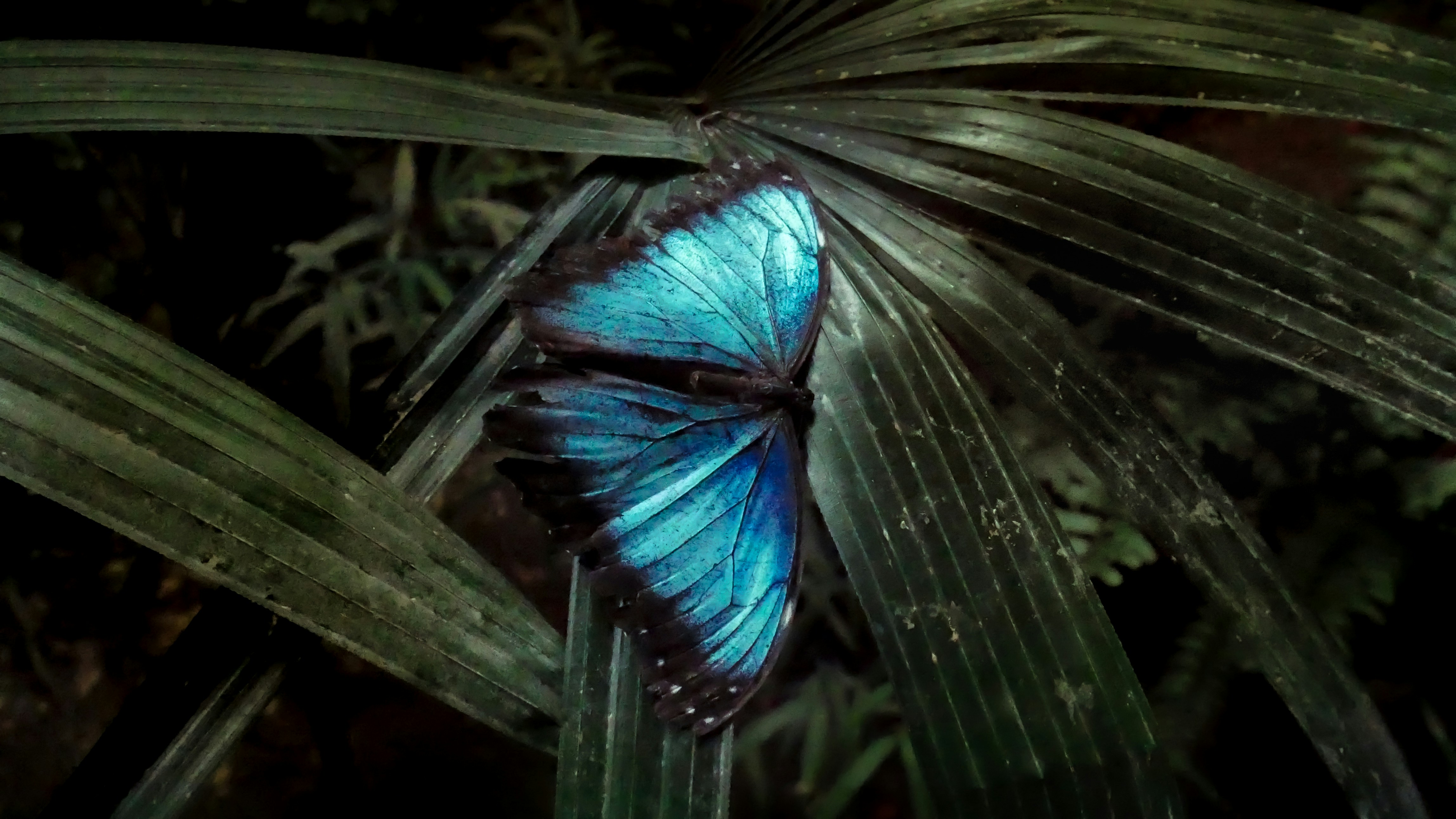 Azure Morpho Resting Amid Dark Jungle Leaves