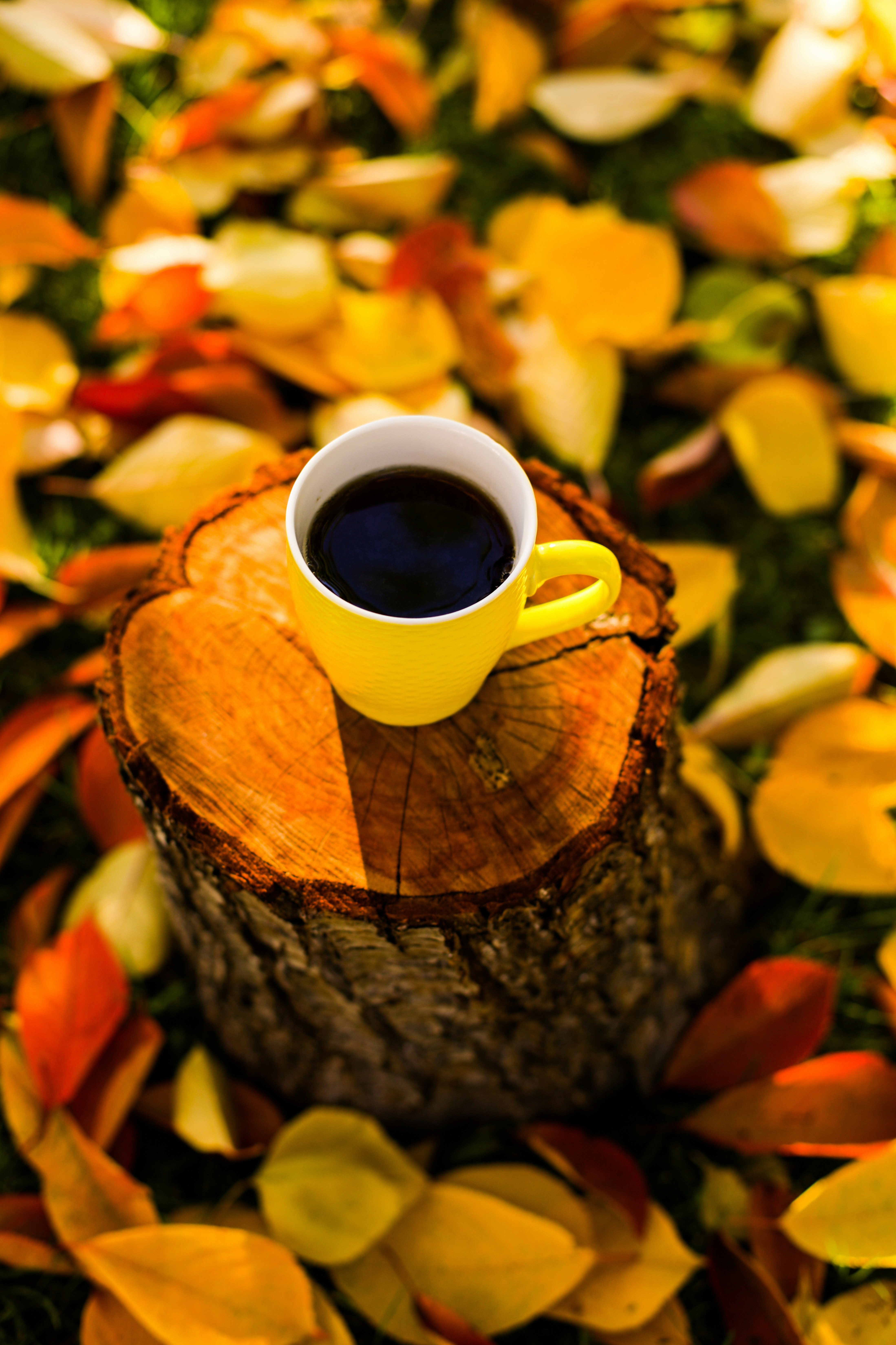 A cup of coffee on a tree stump photo – Free Plant Image on Unsplash