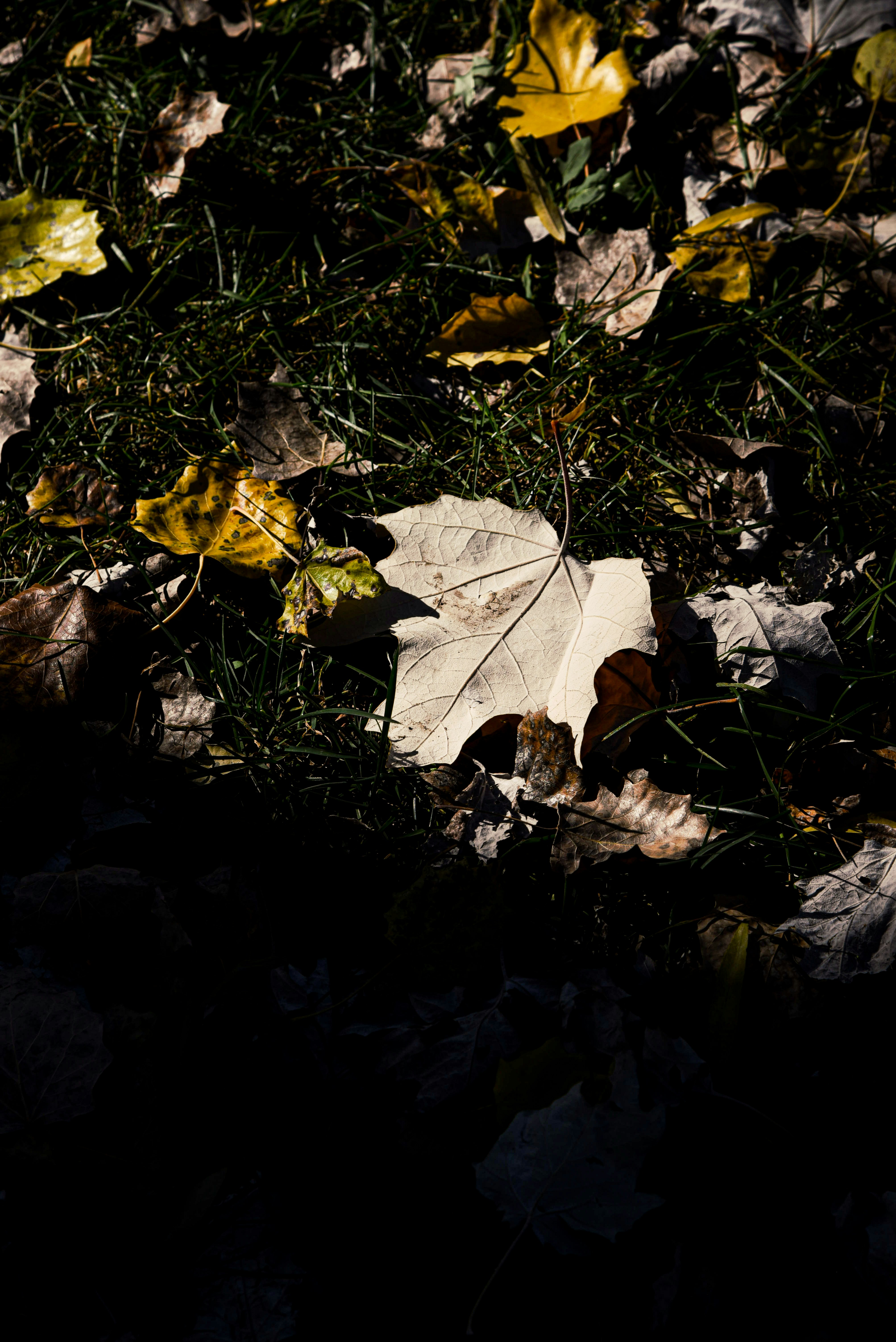 Landkarte Foto – Kostenloses Bild zum Thema Hell und Dunkel auf Unsplash