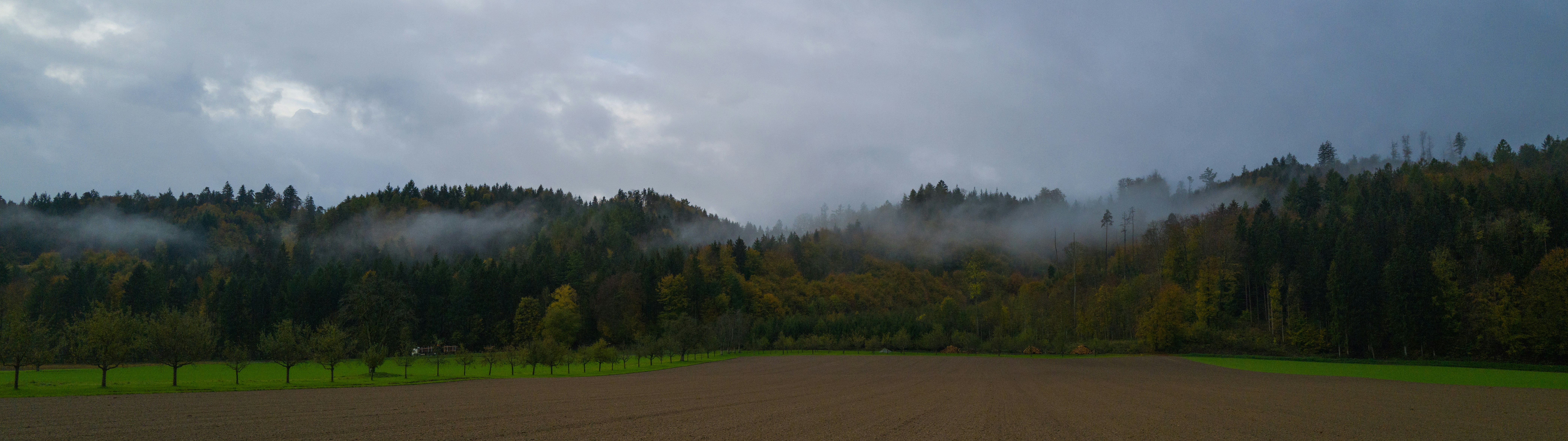 Dawn Veil Over the Field: Fog Drapes the Tree Line