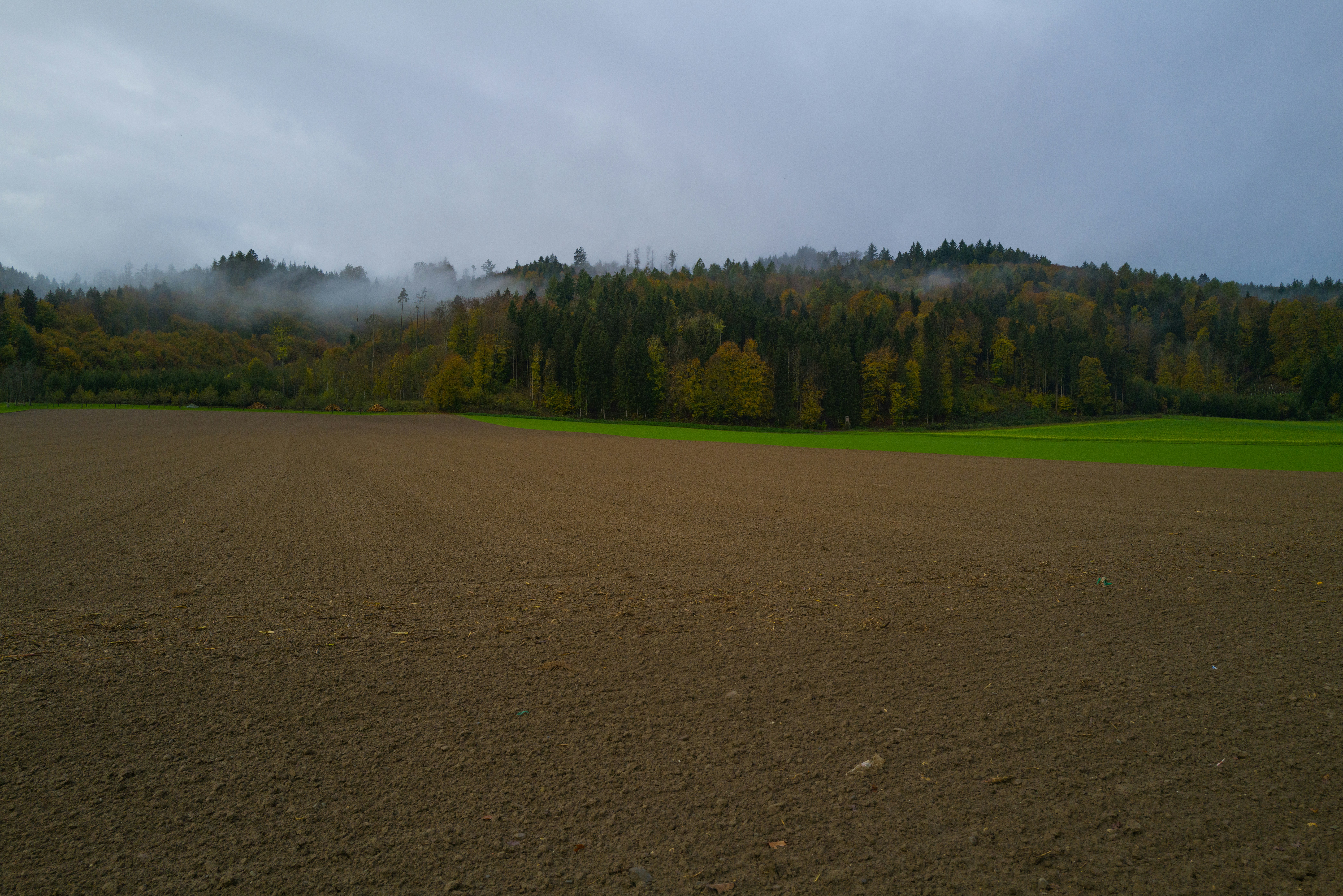 Emerald Edge: A Plowed Field Meets Autumn Forest Under Mist