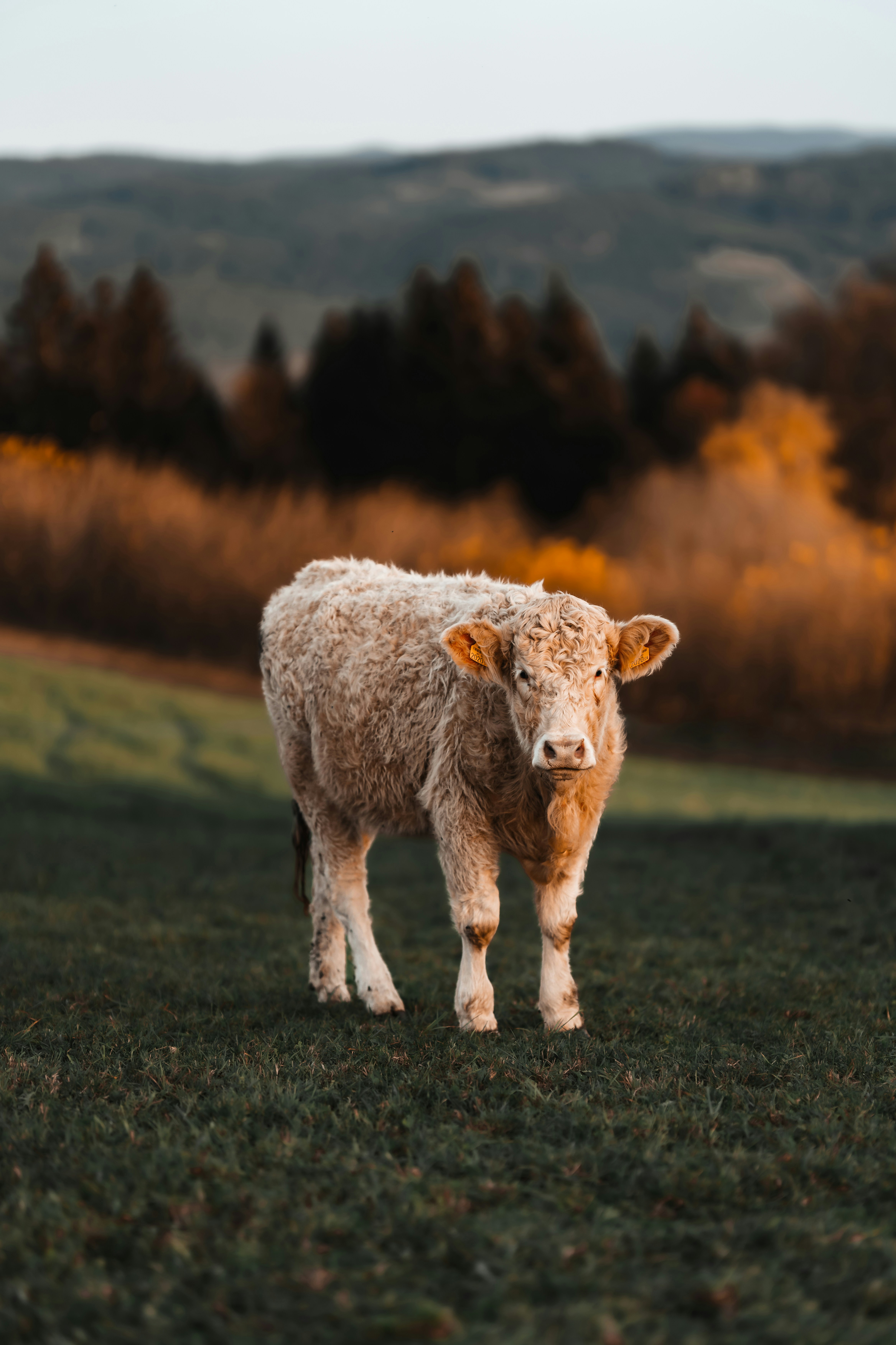 Fluffy white calf standing on a lush green field, framed by a backdrop of rolling hills and autumn foliage.