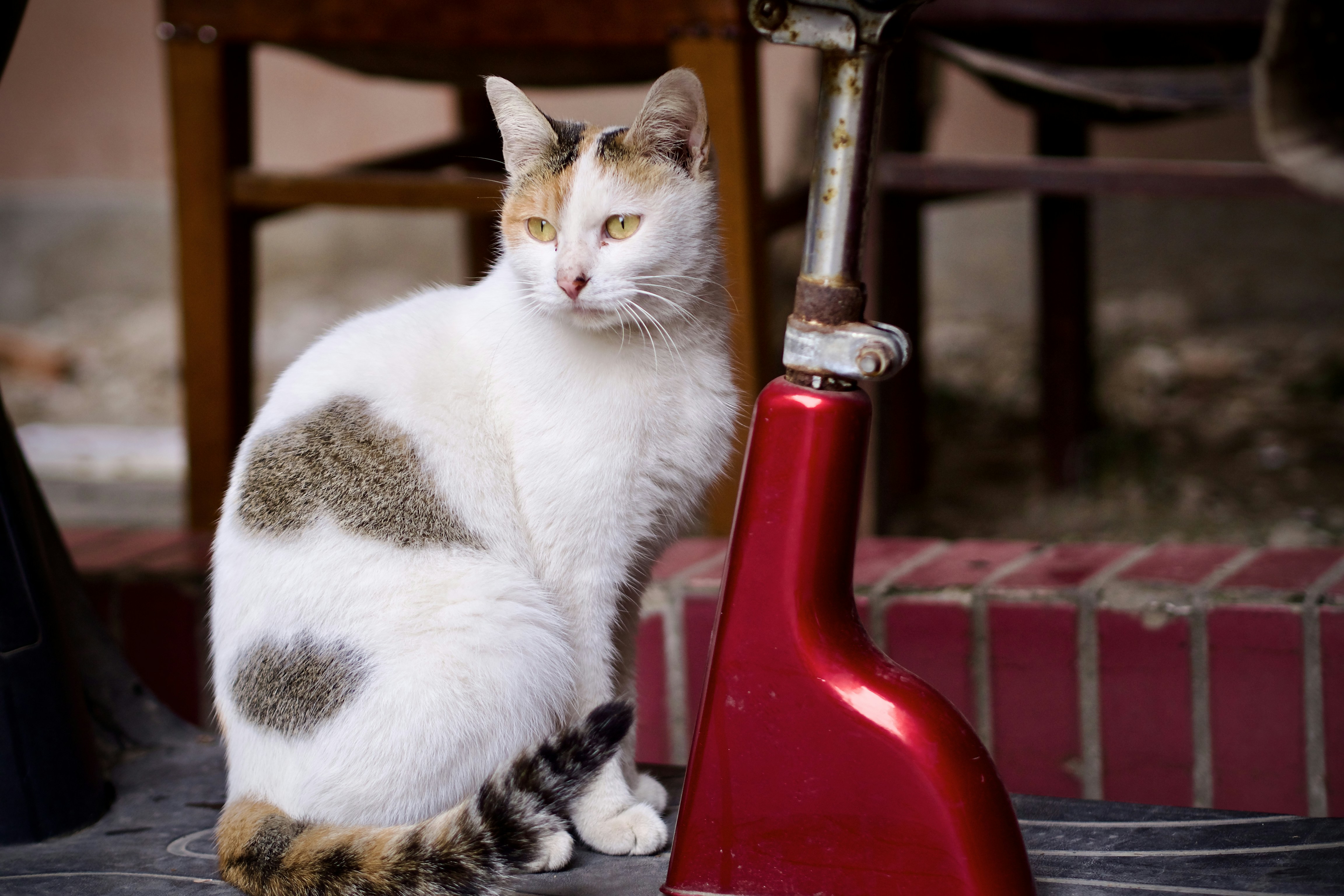 White Cat by a Red Kickstand: Curious Gaze Under Porch Light
