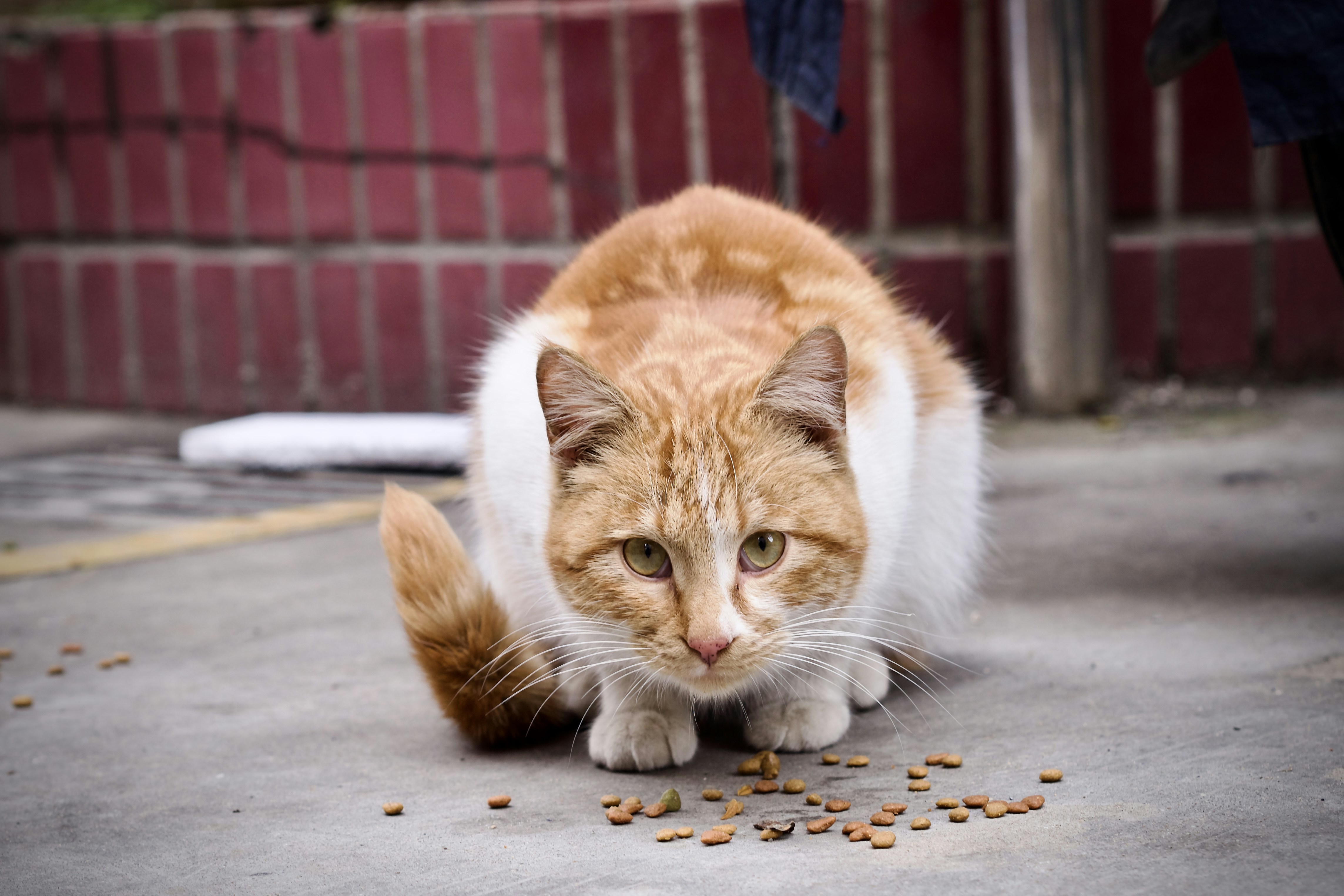 Snack Siege: Ginger Cat Locks Eyes on a Scatter of Pellets