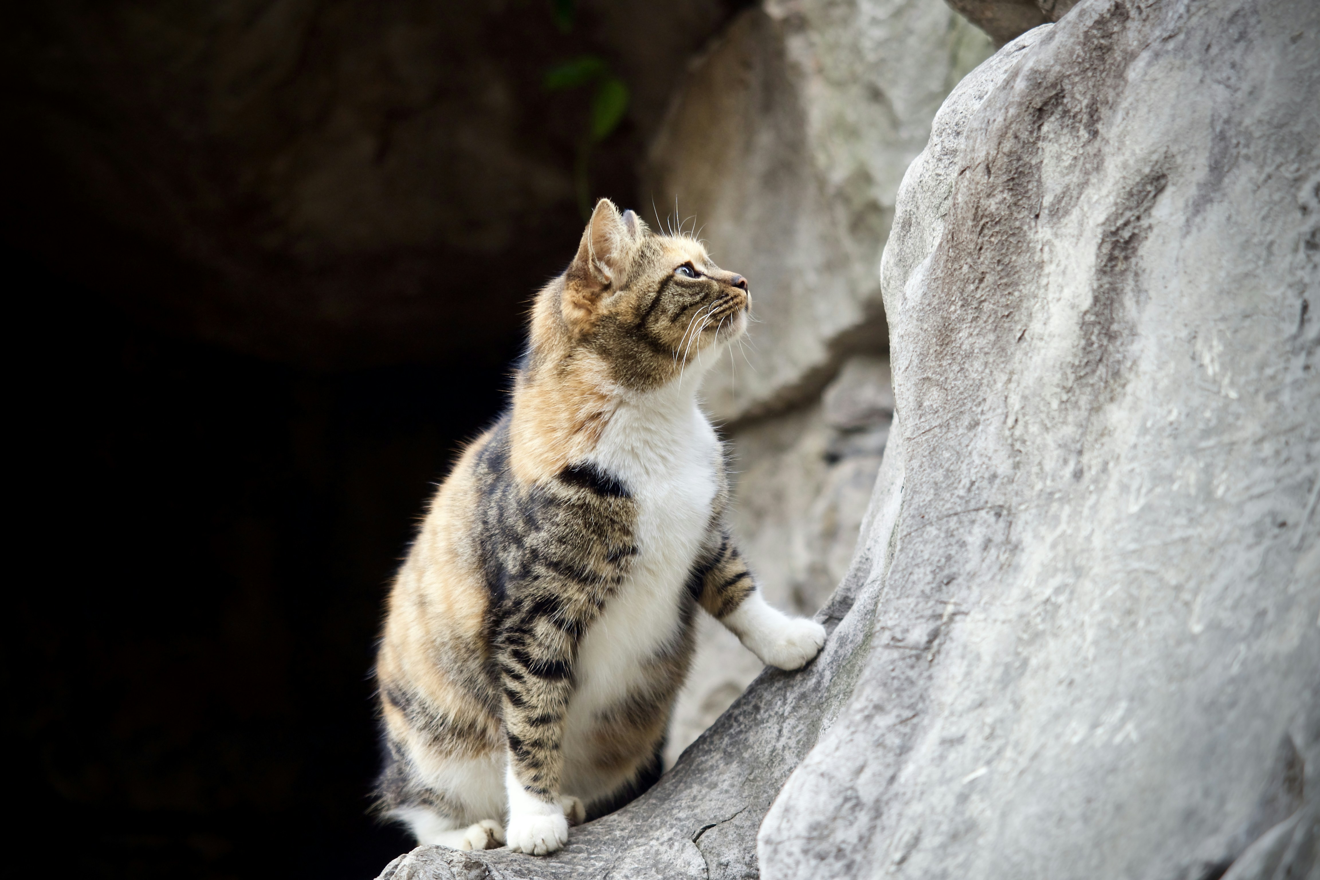 Curious Cat Reaches Toward the Light on a Weathered Granite Verge
