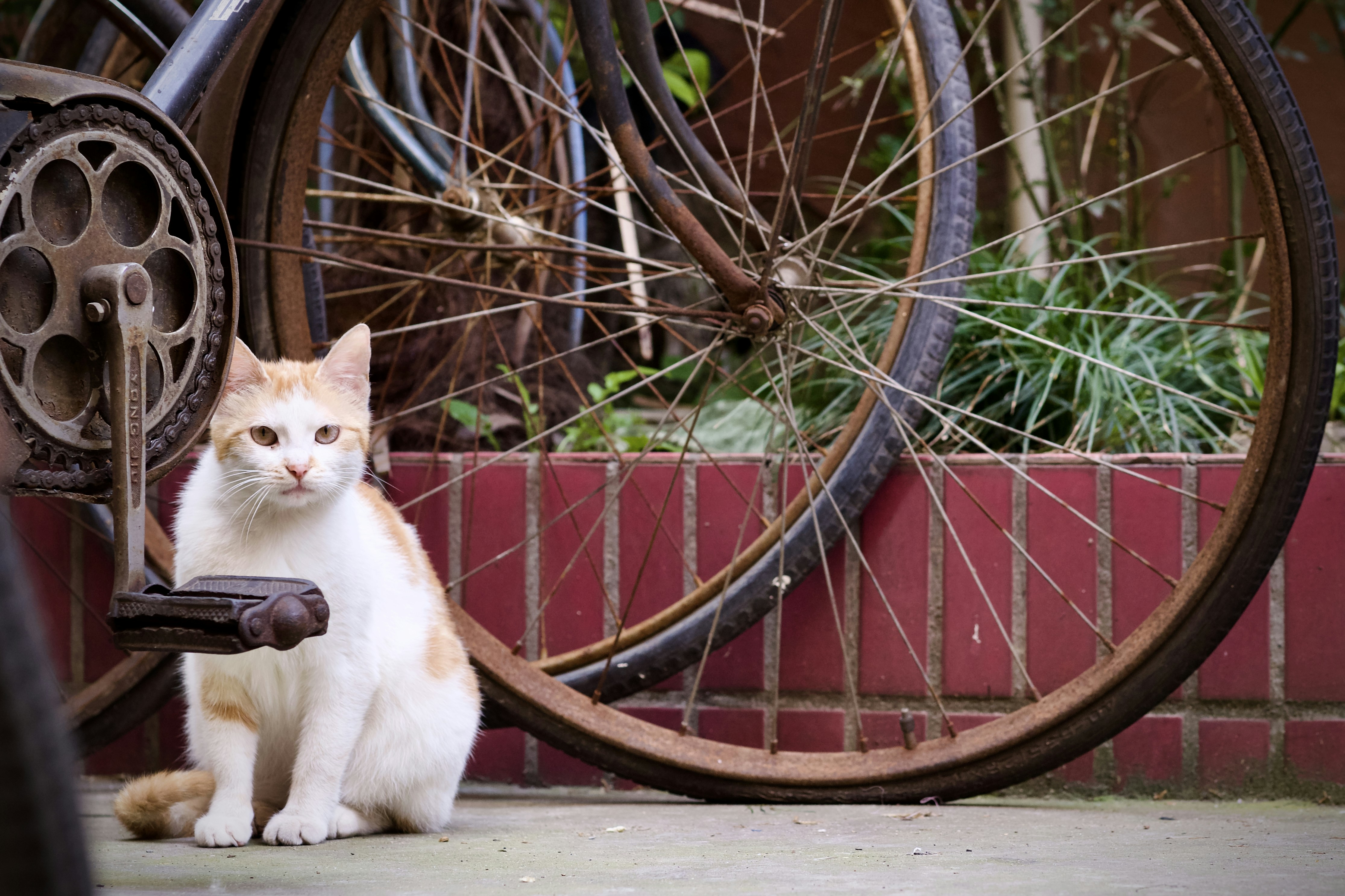 Sunlit Kitten Between Wheels