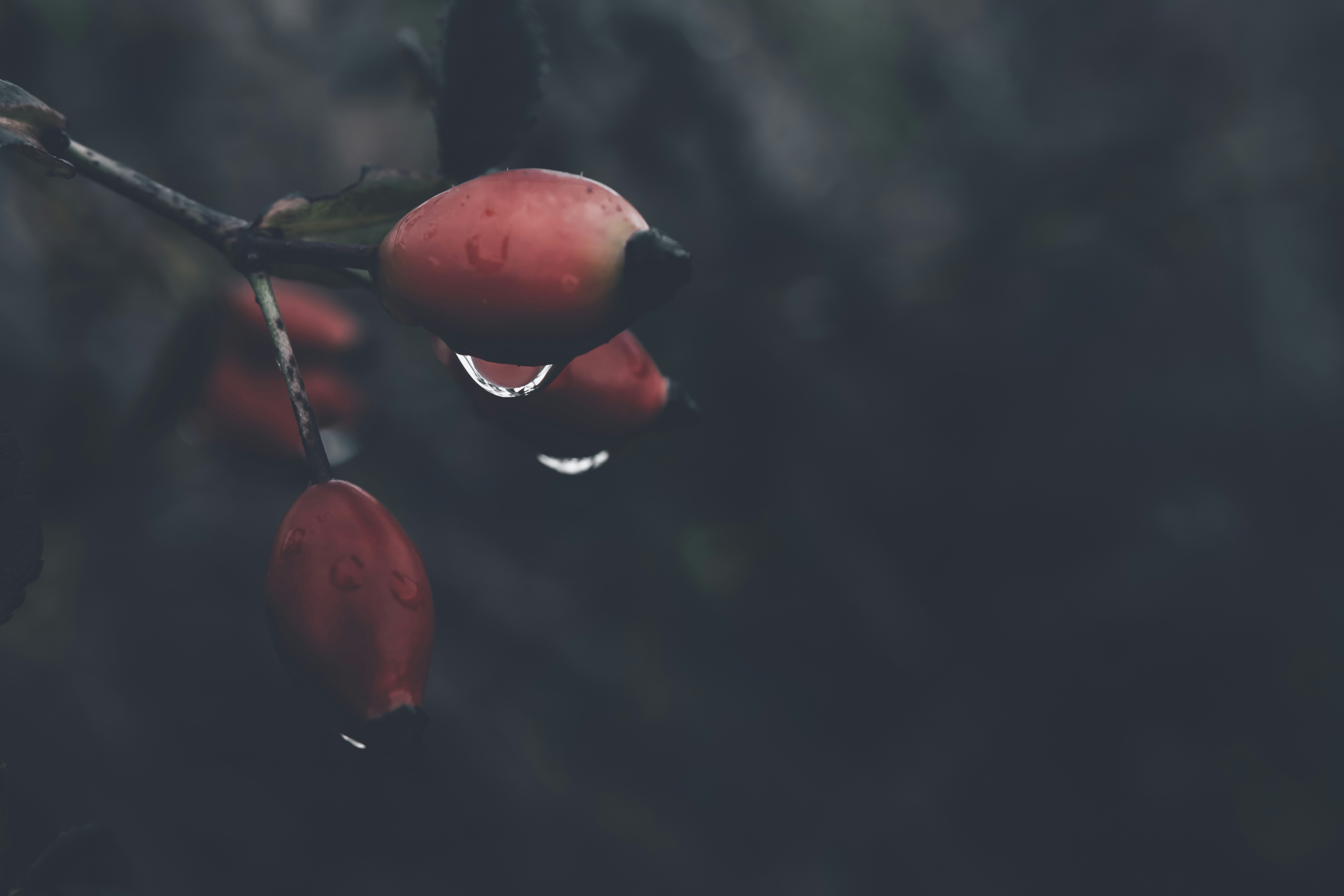 A close-up of some fruit photo – Free Plant Image on Unsplash