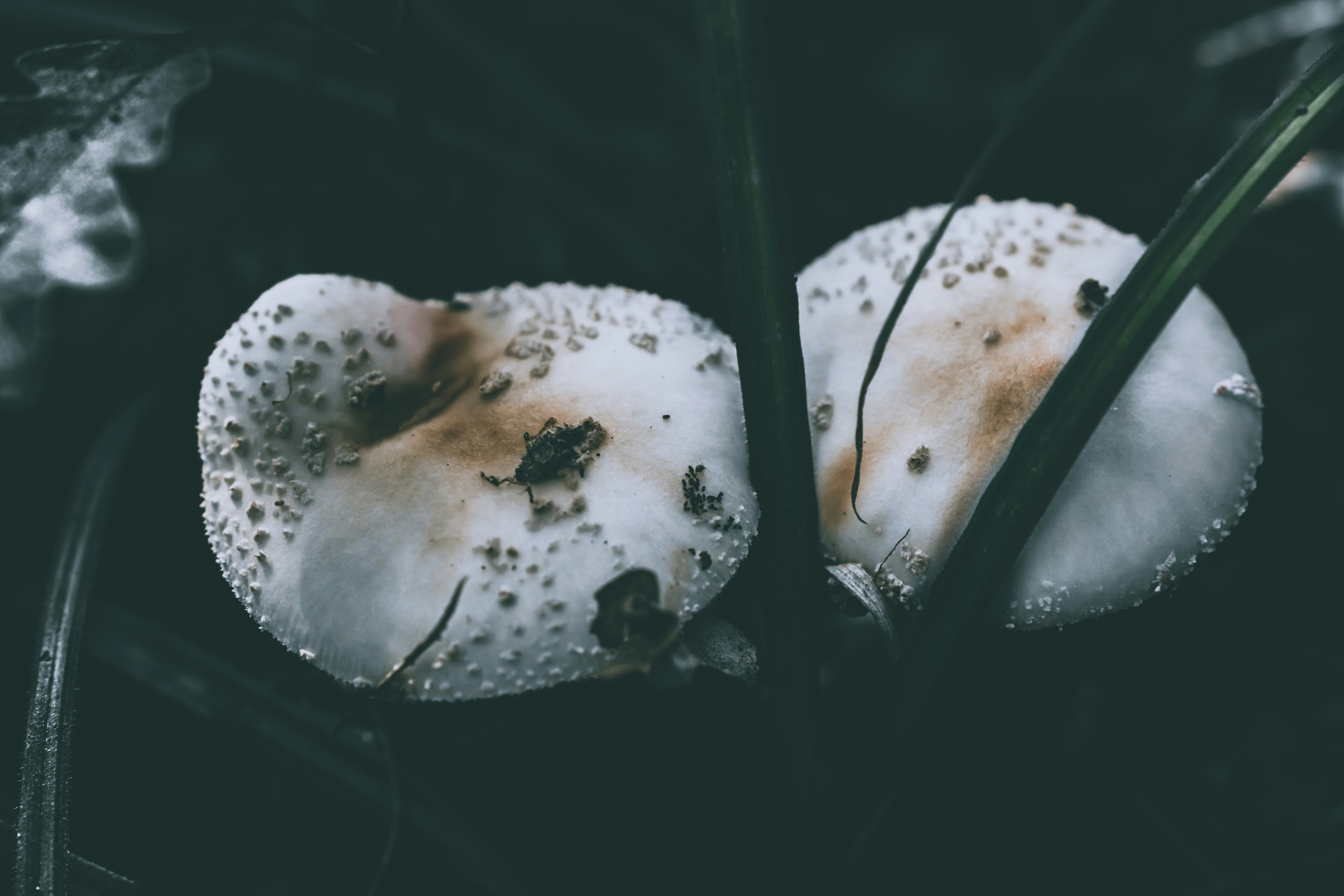 Dew-Kissed Toadstools in Emerald Shade
