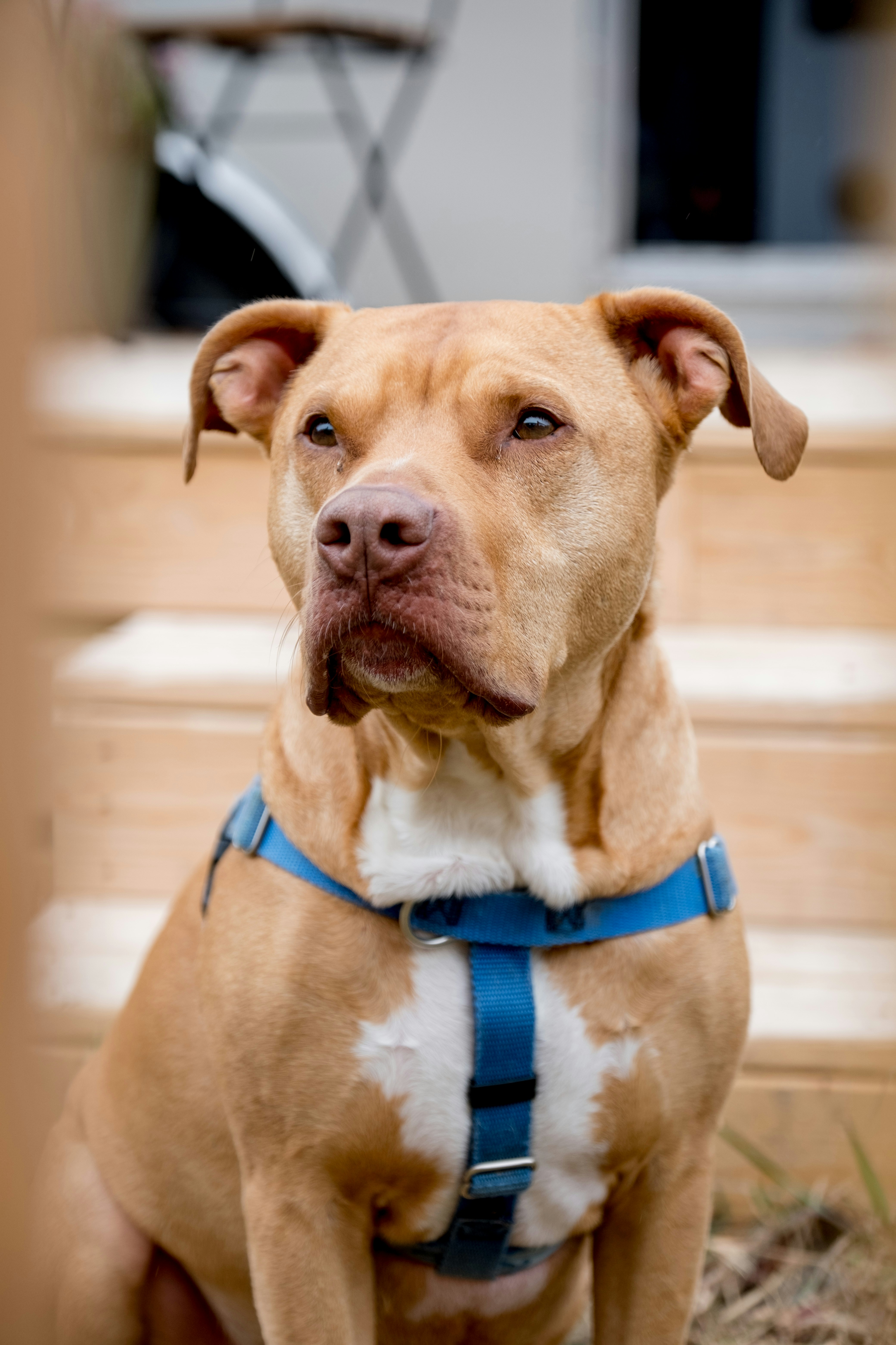Porch Portrait: Golden Hound in a Blue Harness, Quiet Gaze