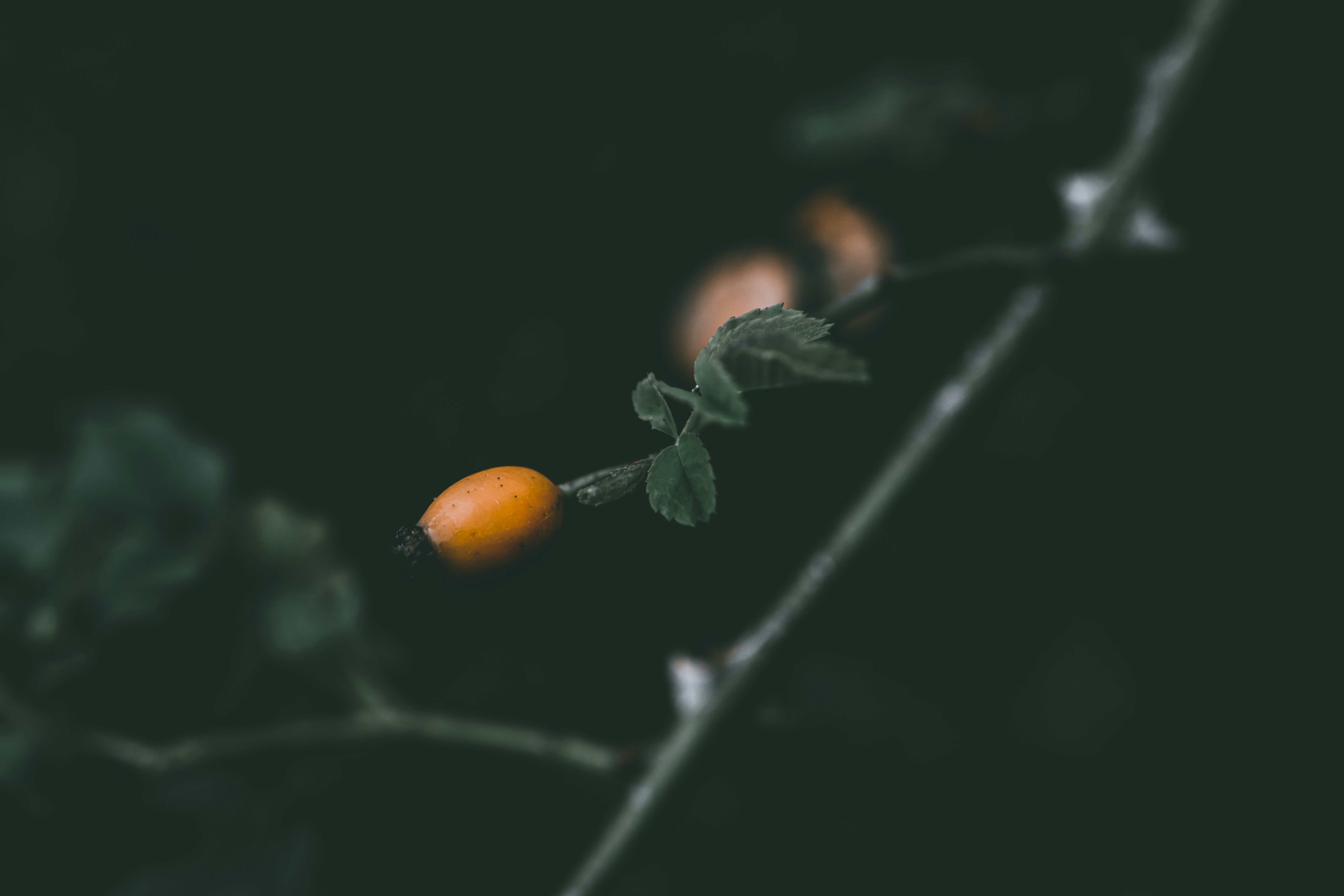 Amber Bead on a Velvet Twig