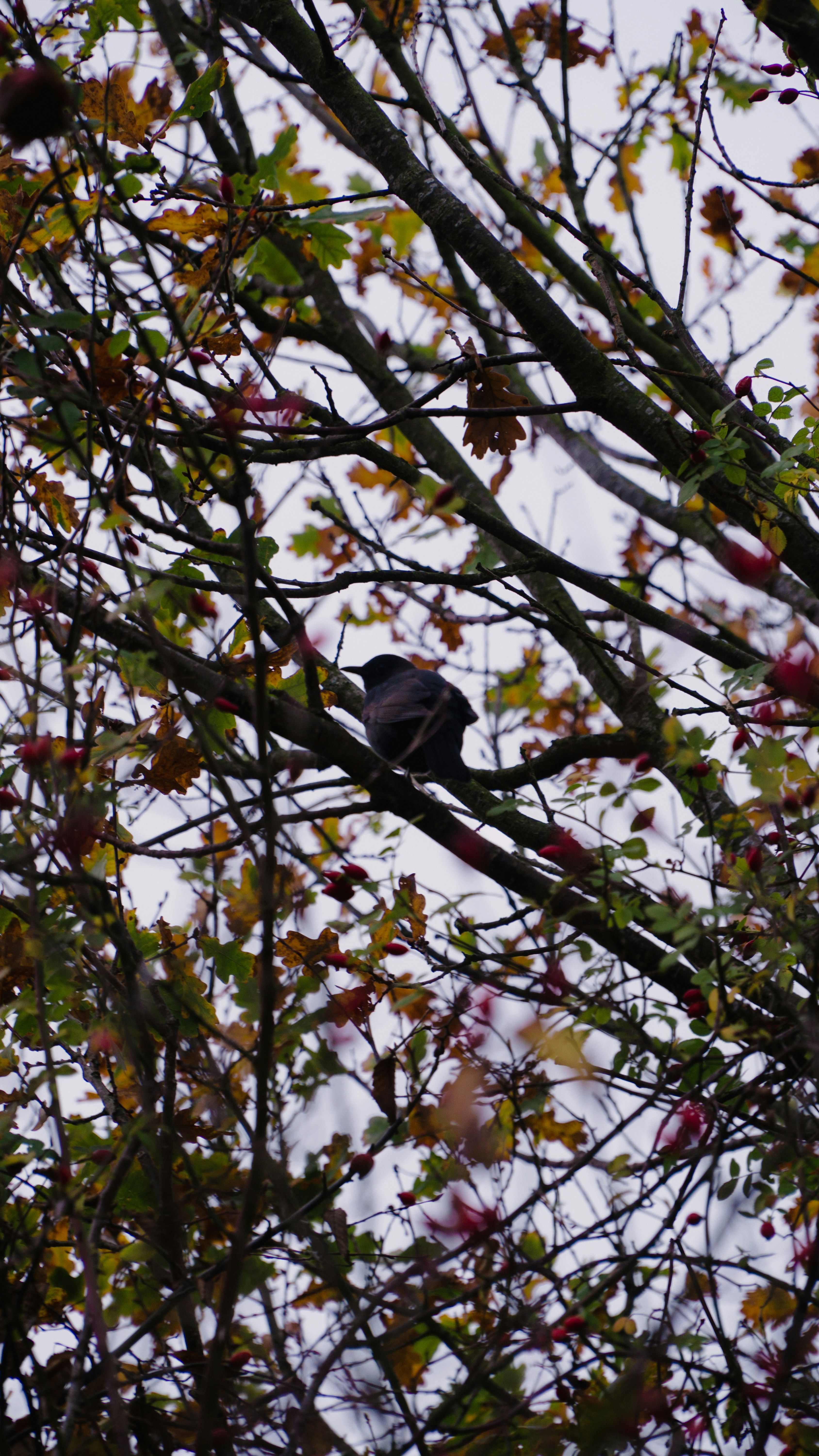 Must be a nice view up there.