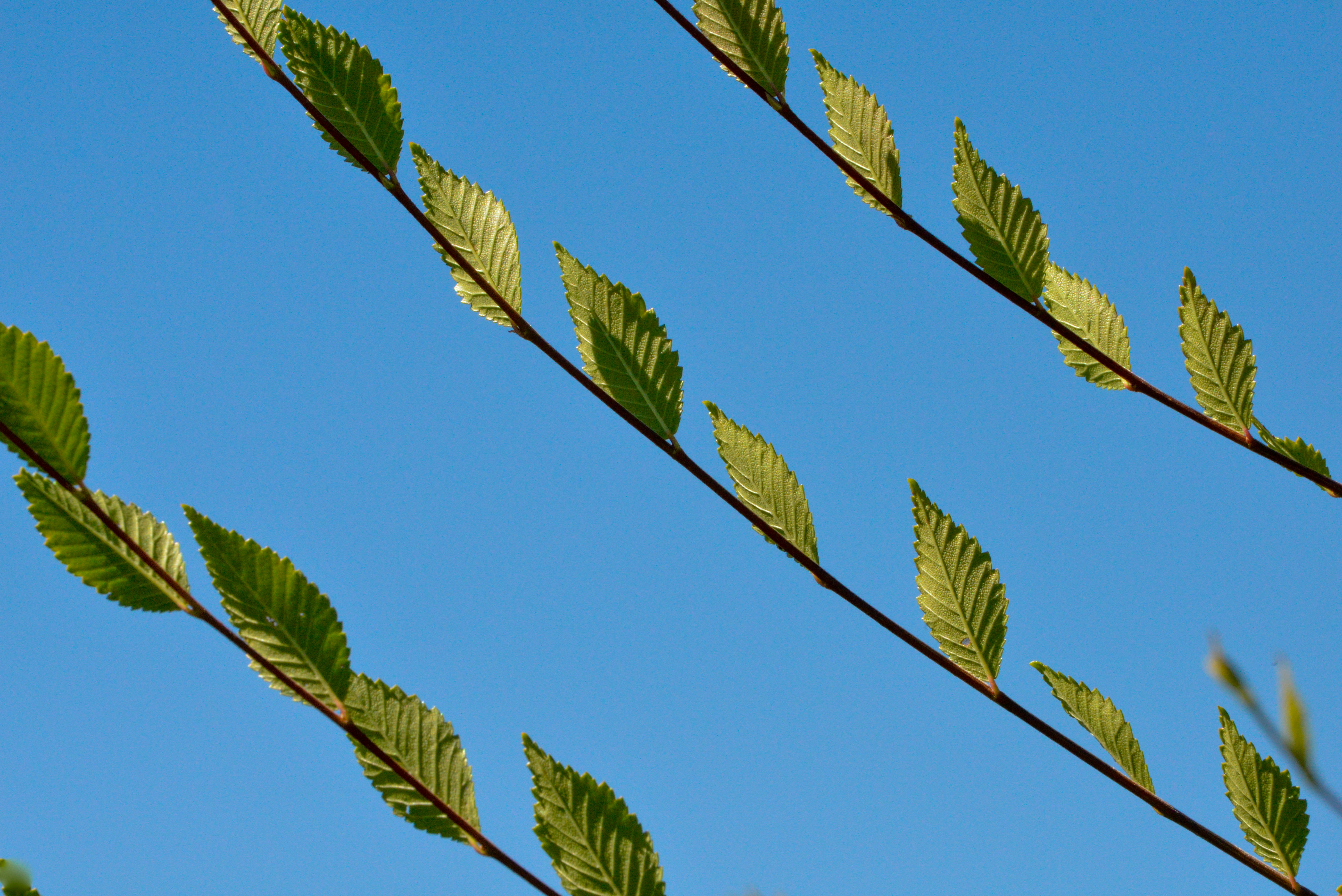 A photograph of diagonal stems with fresh green leaves against a clear blue sky. It emphasizes repeating botanical shapes and negative space.