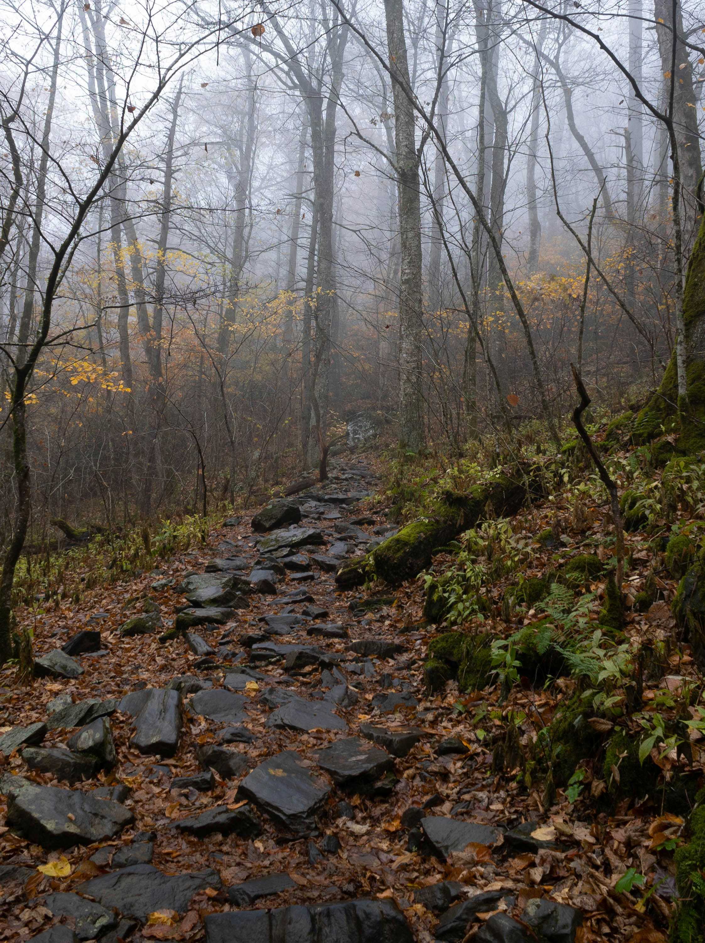 Fog-Draped Trail: Mossy Stones and Autumn Leaves