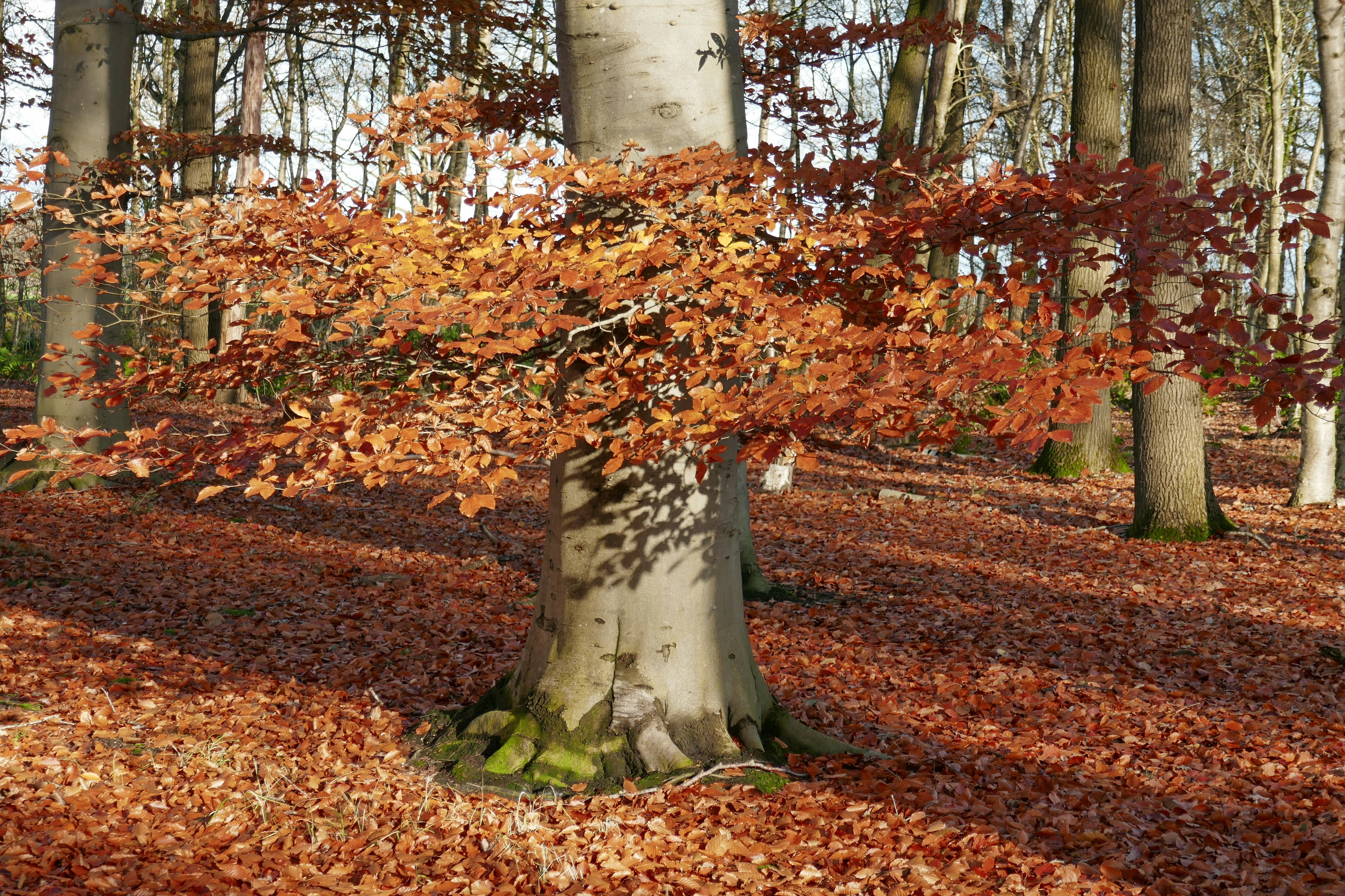Beige beech trunk with a blaze of orange leaves stands among a forest floor blanketed in autumn leaves, bathed in warm light.