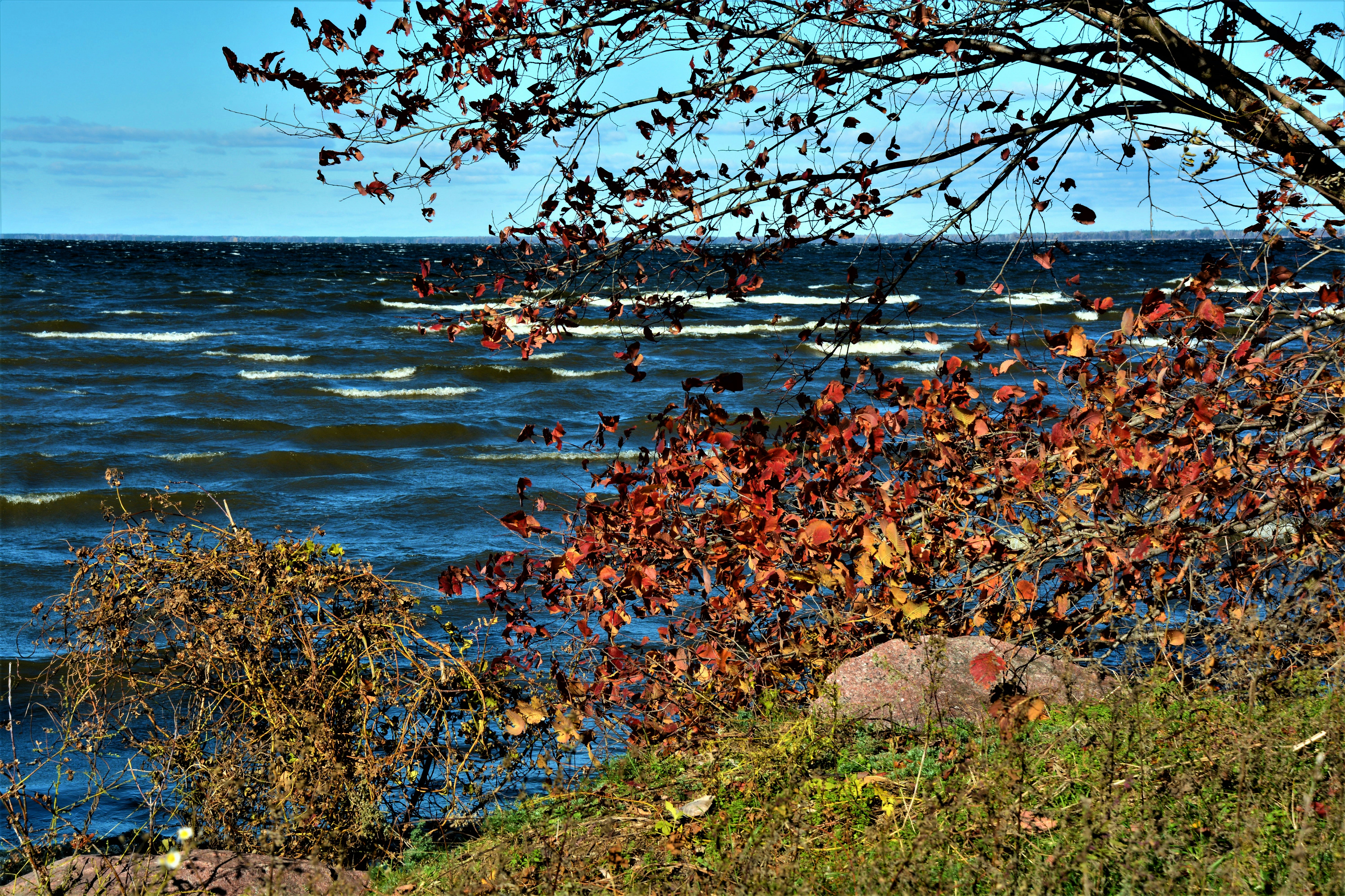 Shoreline with autumn foliage and water, framed by overhanging branches; a natural landscape scene with rocky foreground and grasses along the coast. (Landscape photograph)