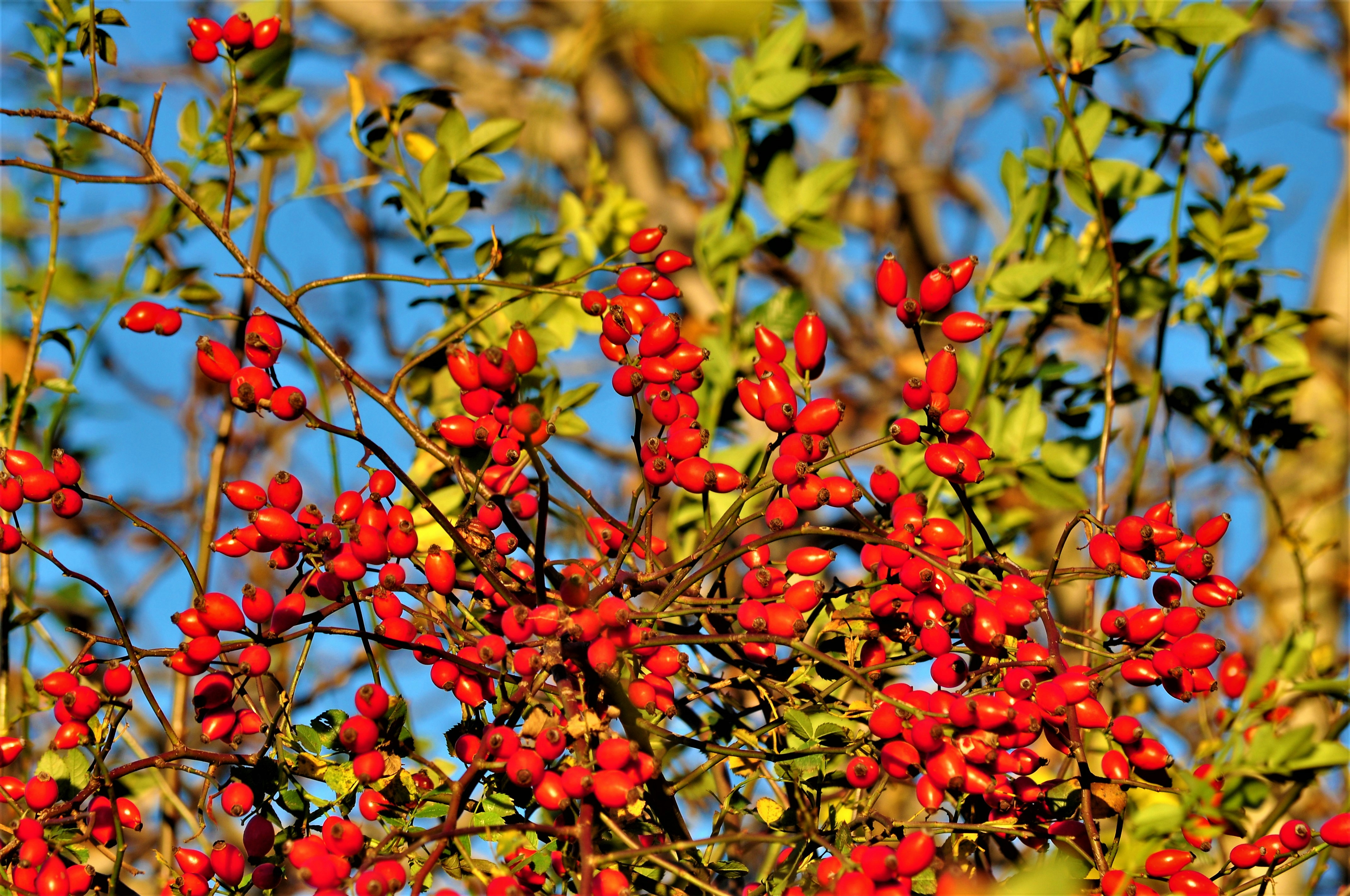 Un arbre aux baies rouges photo – Photo Ukraine Gratuite sur Unsplash