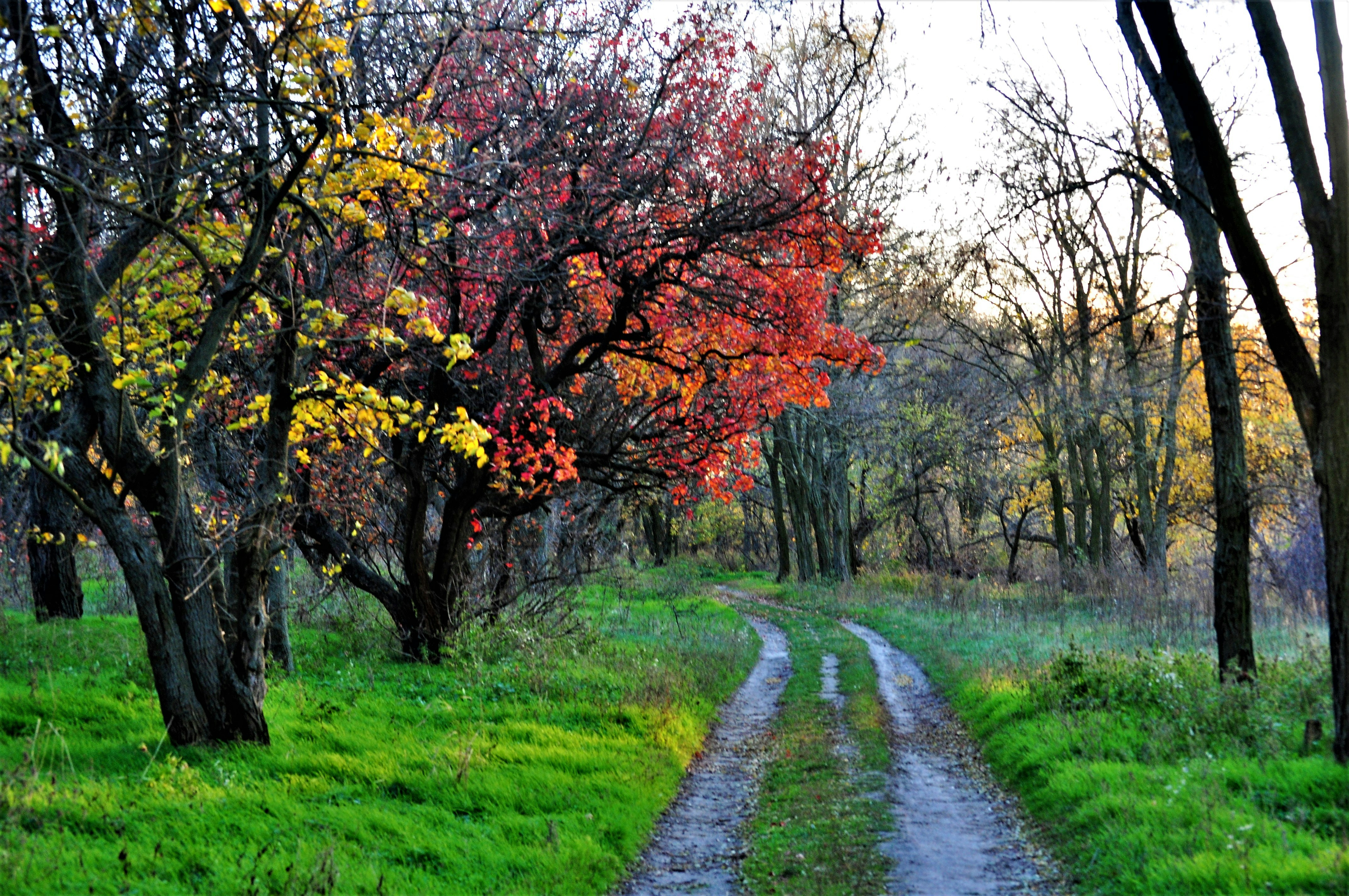 Autumn Path: A Muddy Lane Through a Quiet Orchard