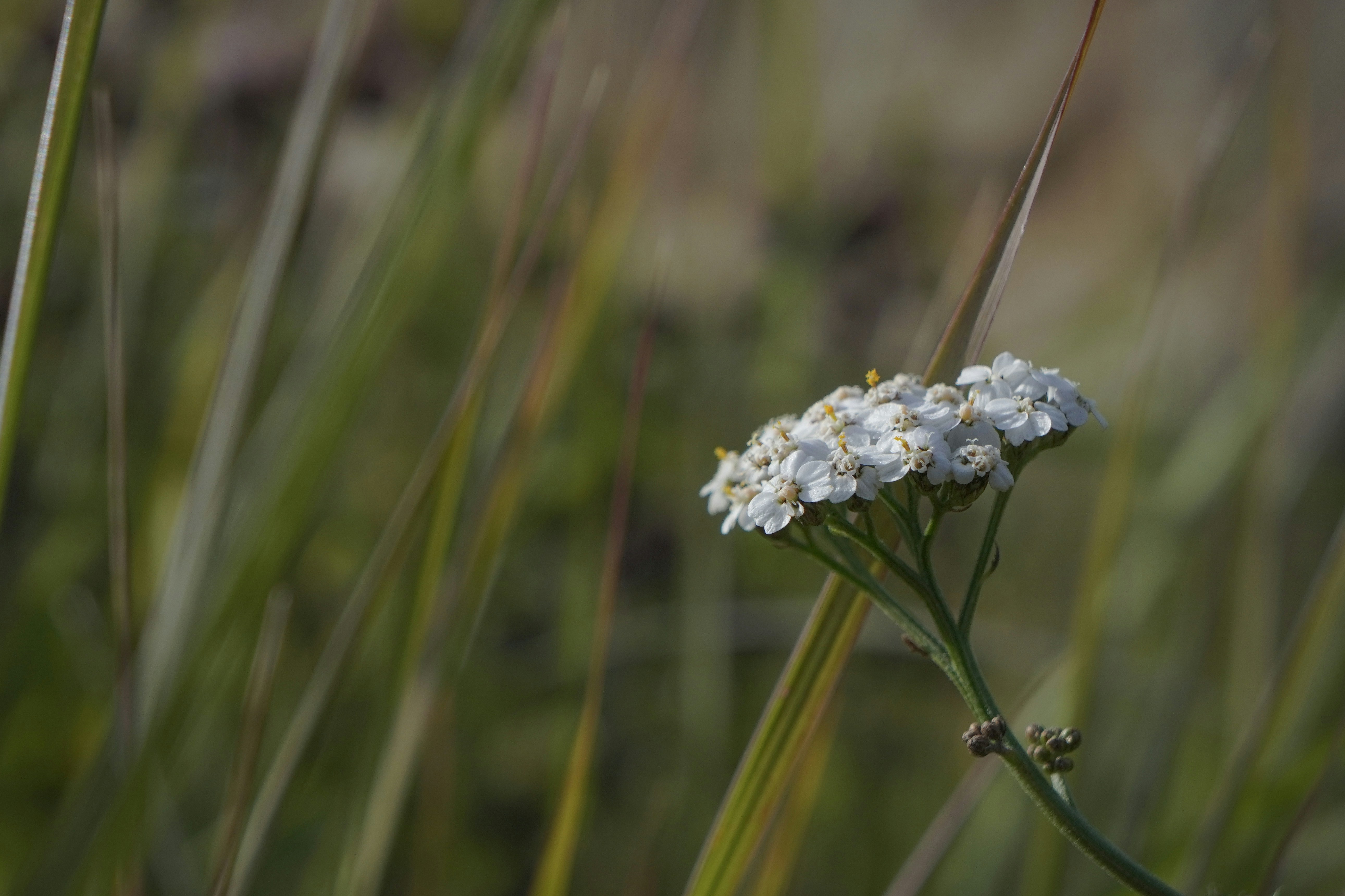 White wildflower amidst tall grass in soft focus.