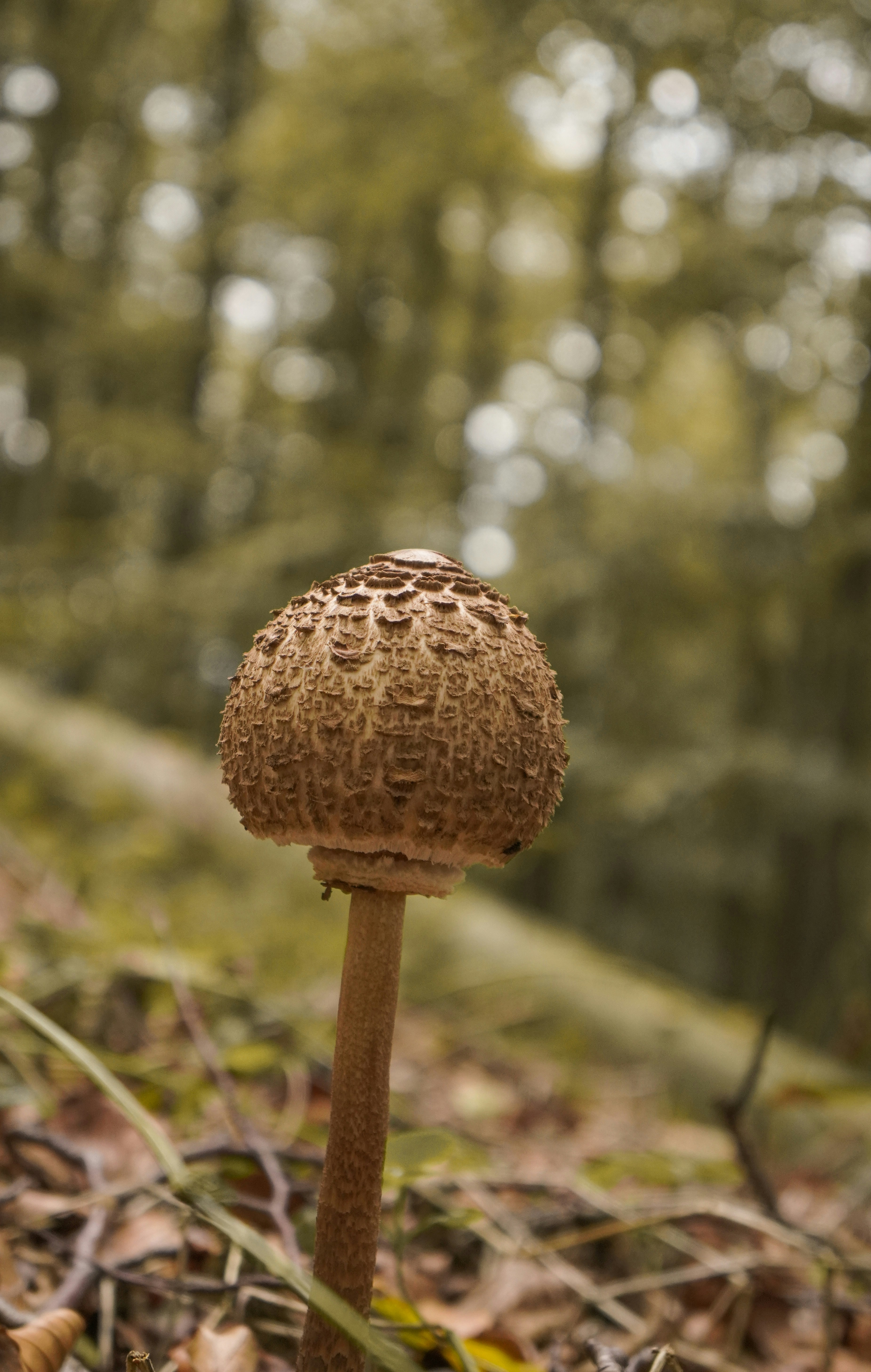 Solitary Brown-Capped Mushroom Rising from Leaf-Littered Forest Floor