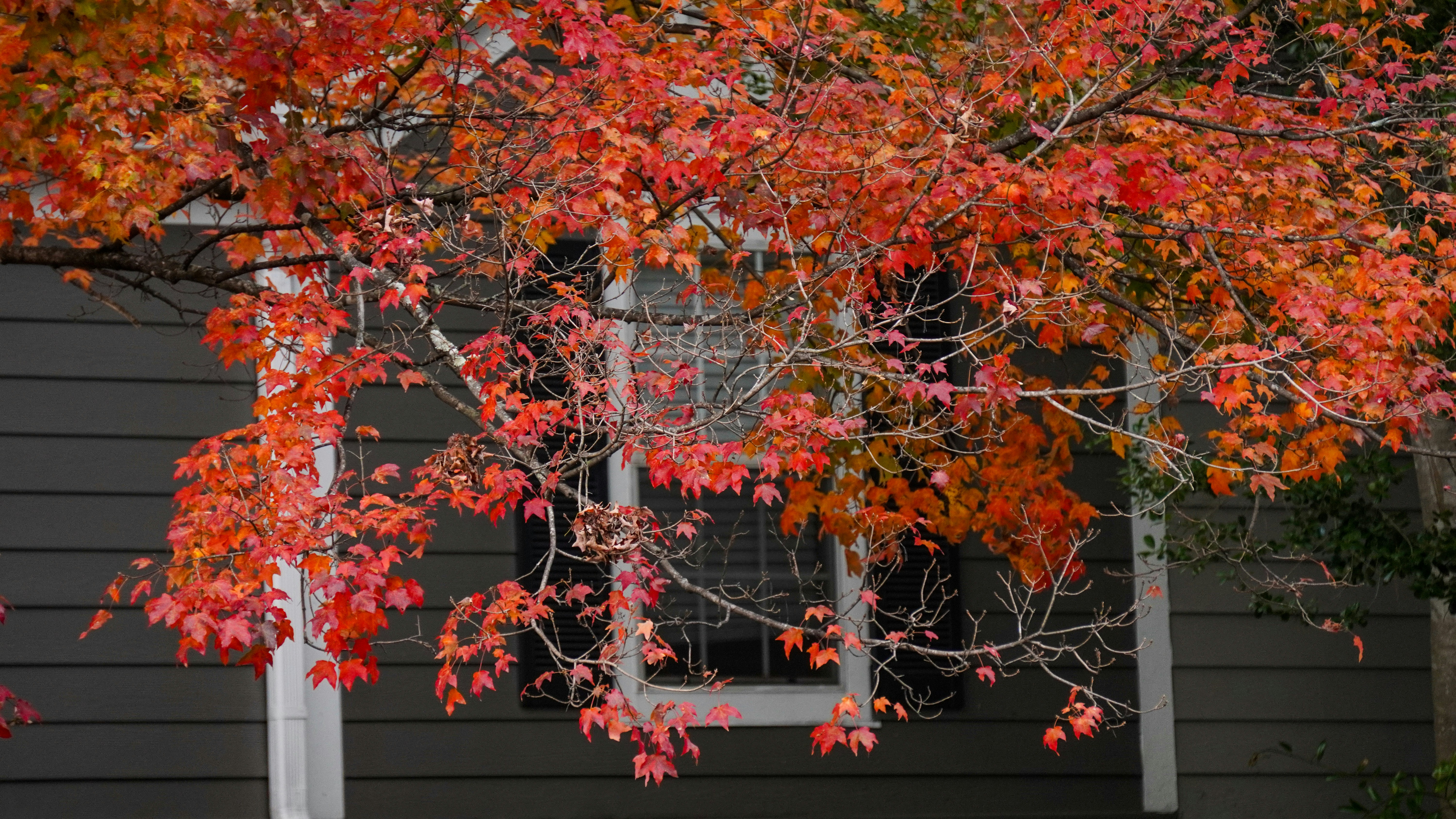 Un arbre aux feuilles rouges photo – Image gratuite de Feuille sur Unsplash