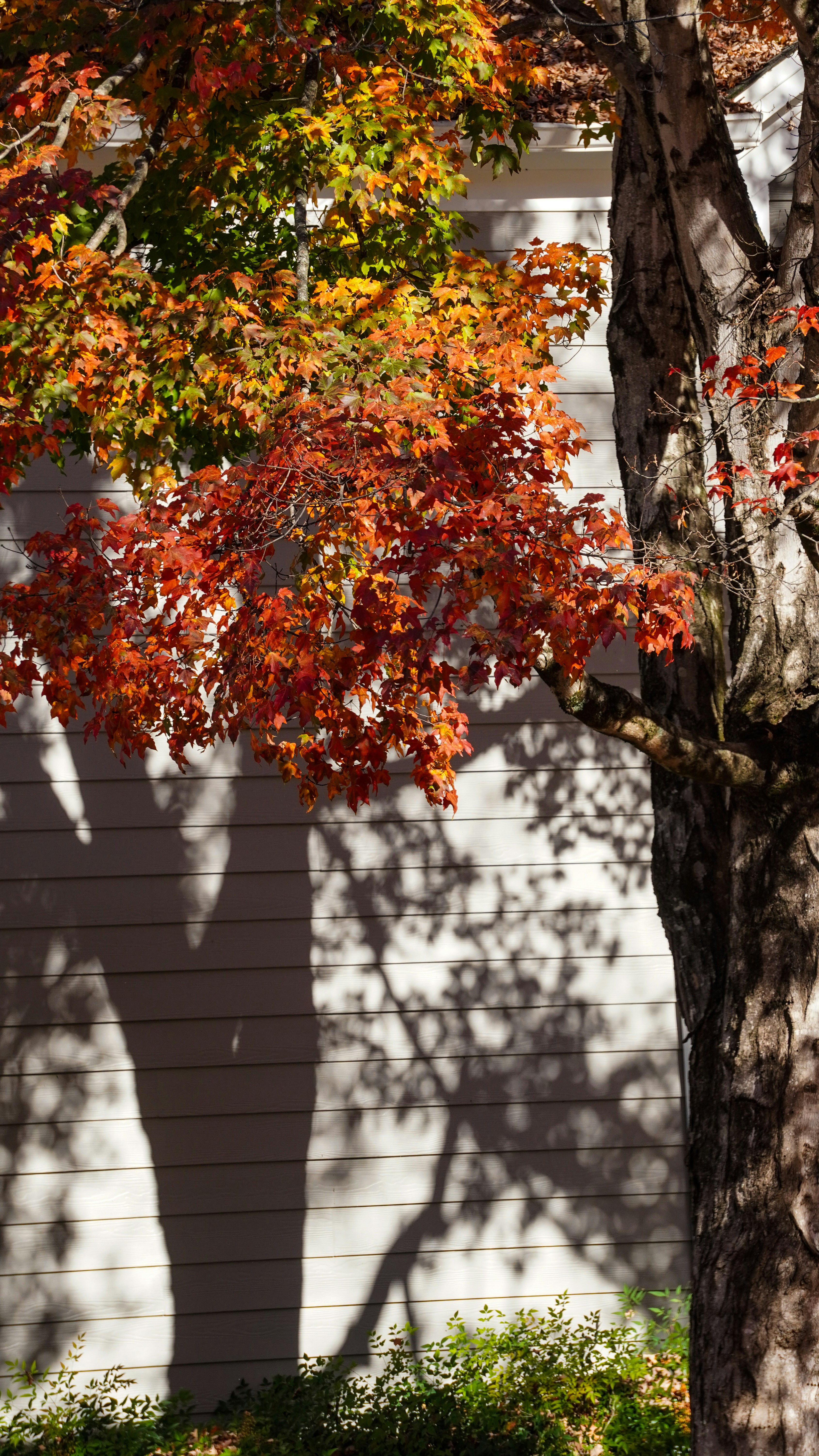 A tree with orange leaves photo – Free Plant Image on Unsplash