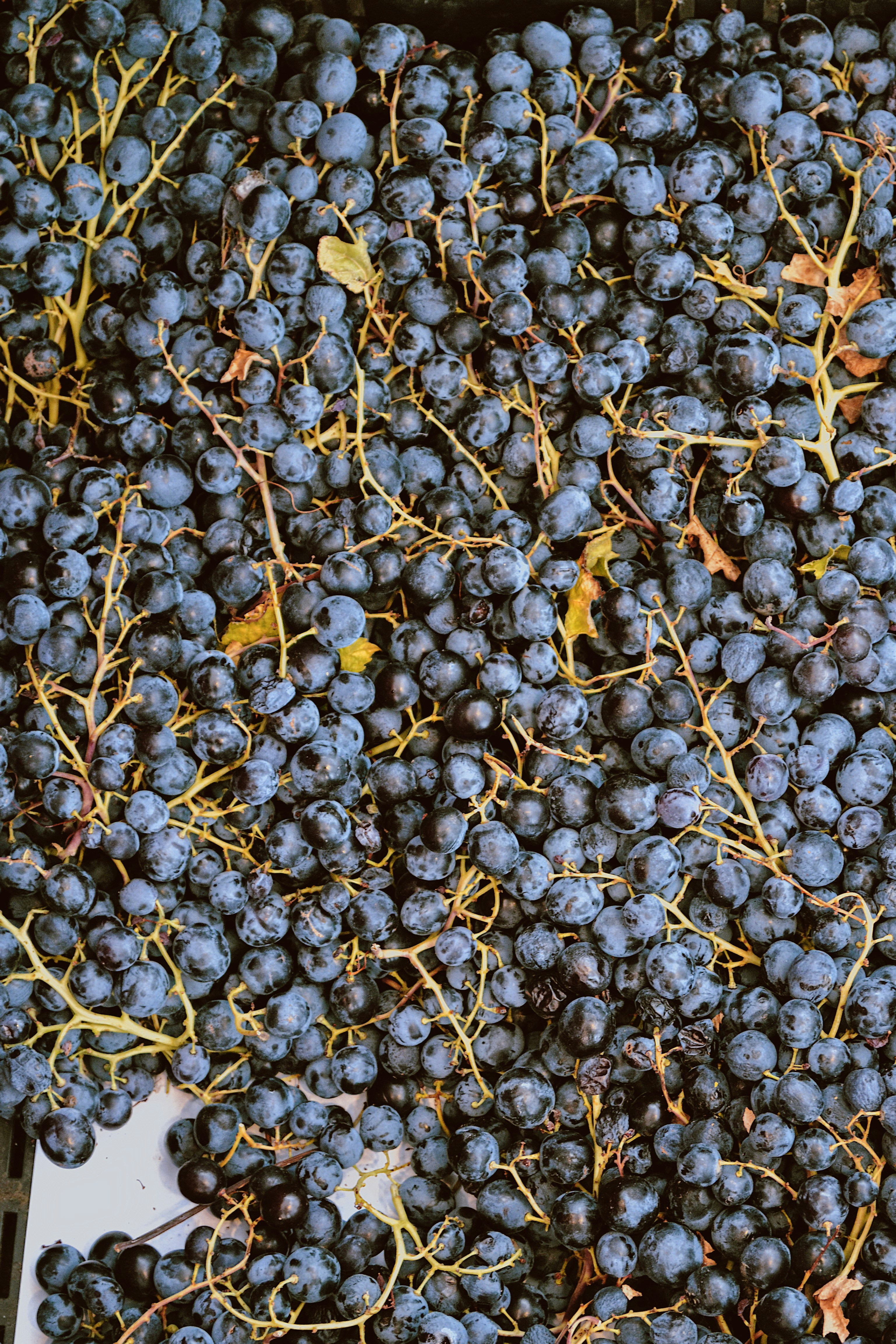 Moonlit Bunch: Deep Indigo Grapes on Golden Vines