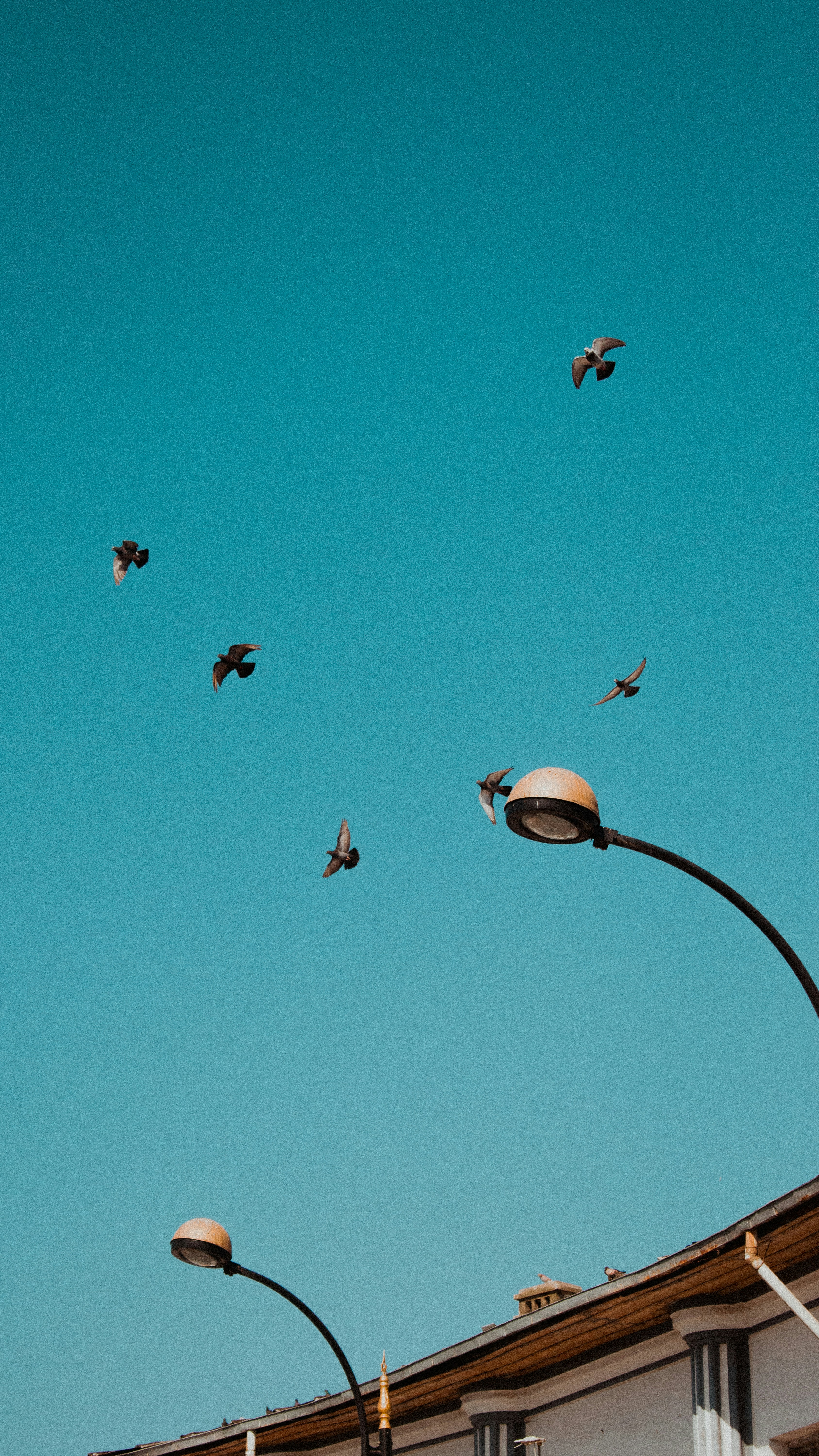 Blue Sky Symmetry: Birds and Street Lamps