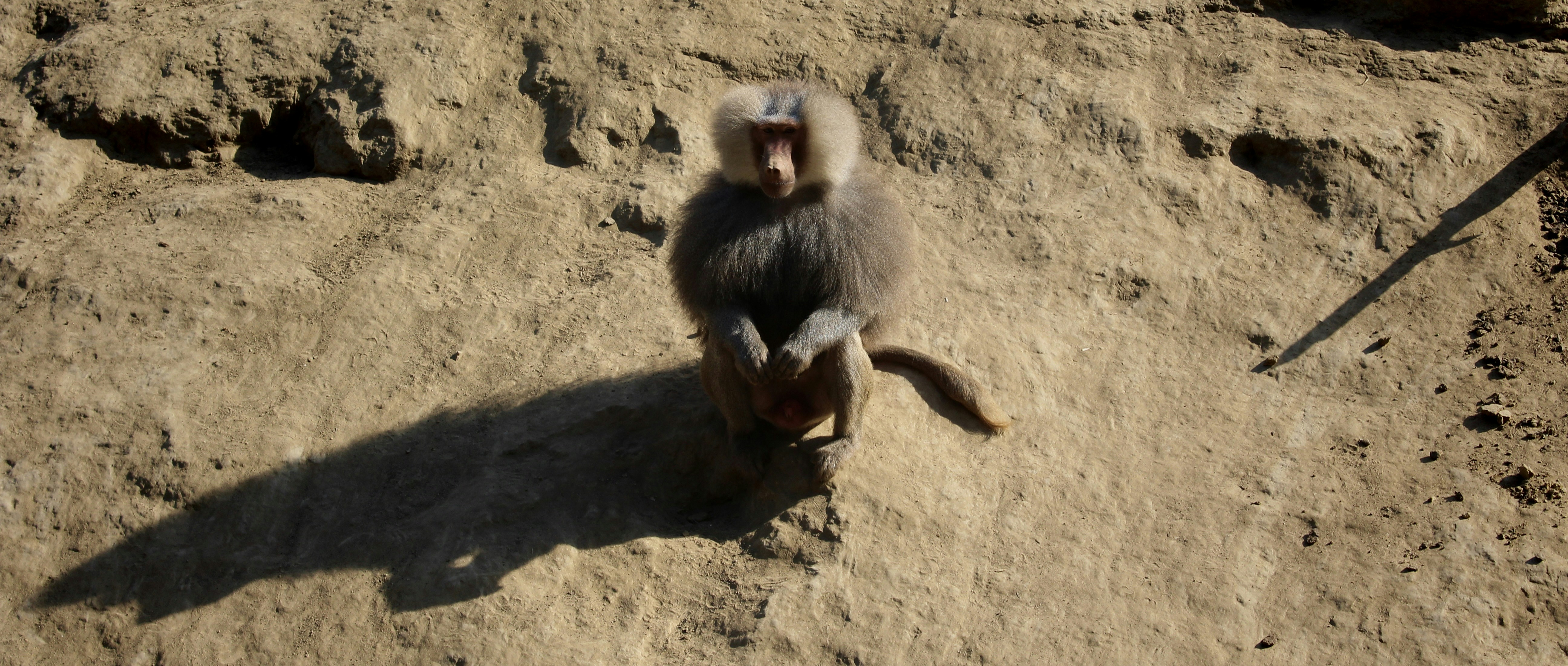 Monkeys playing in the sand photo – Free Wildlife Image on Unsplash