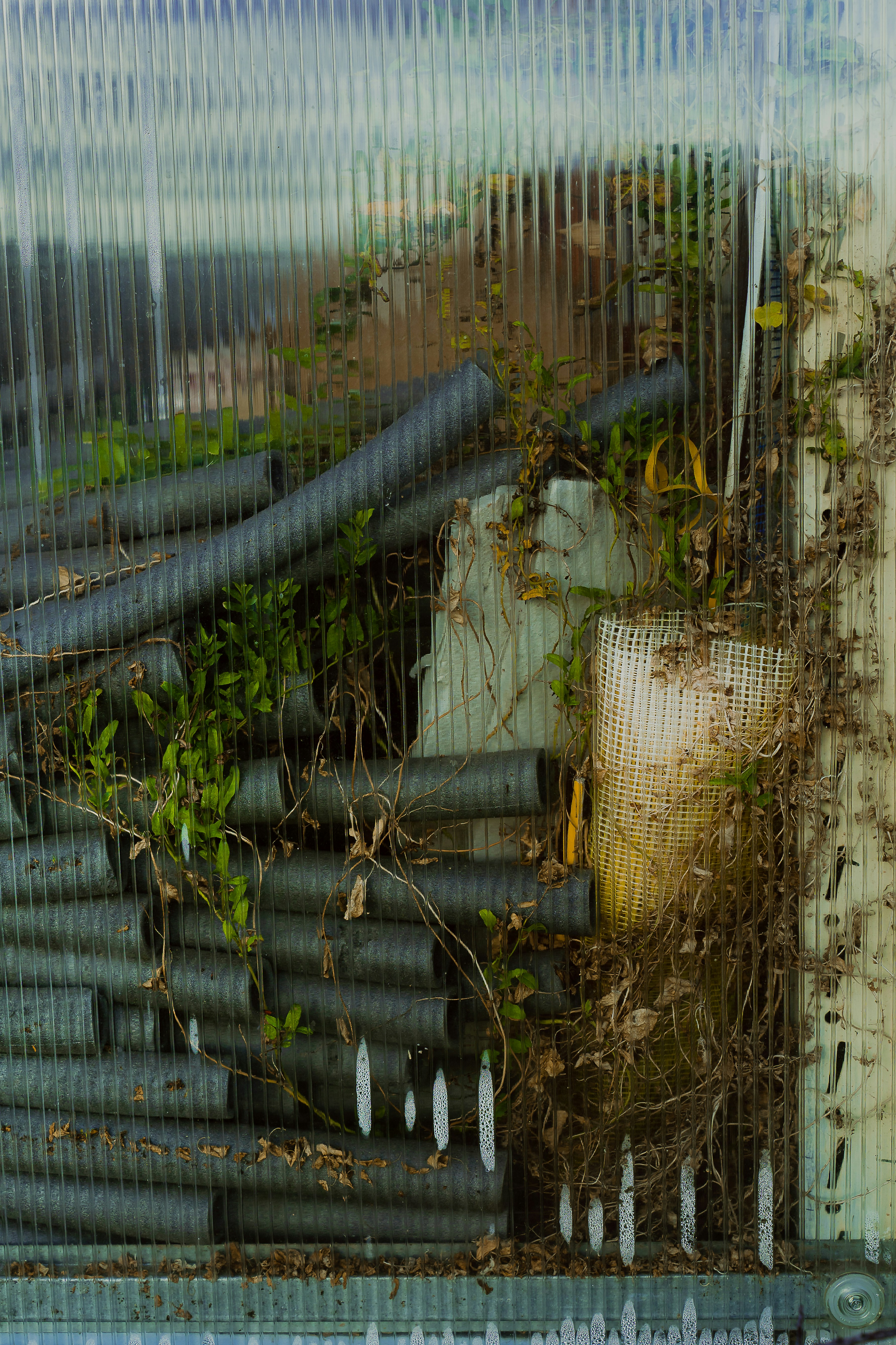 Overgrown plants entwined with discarded pipes behind textured glass.