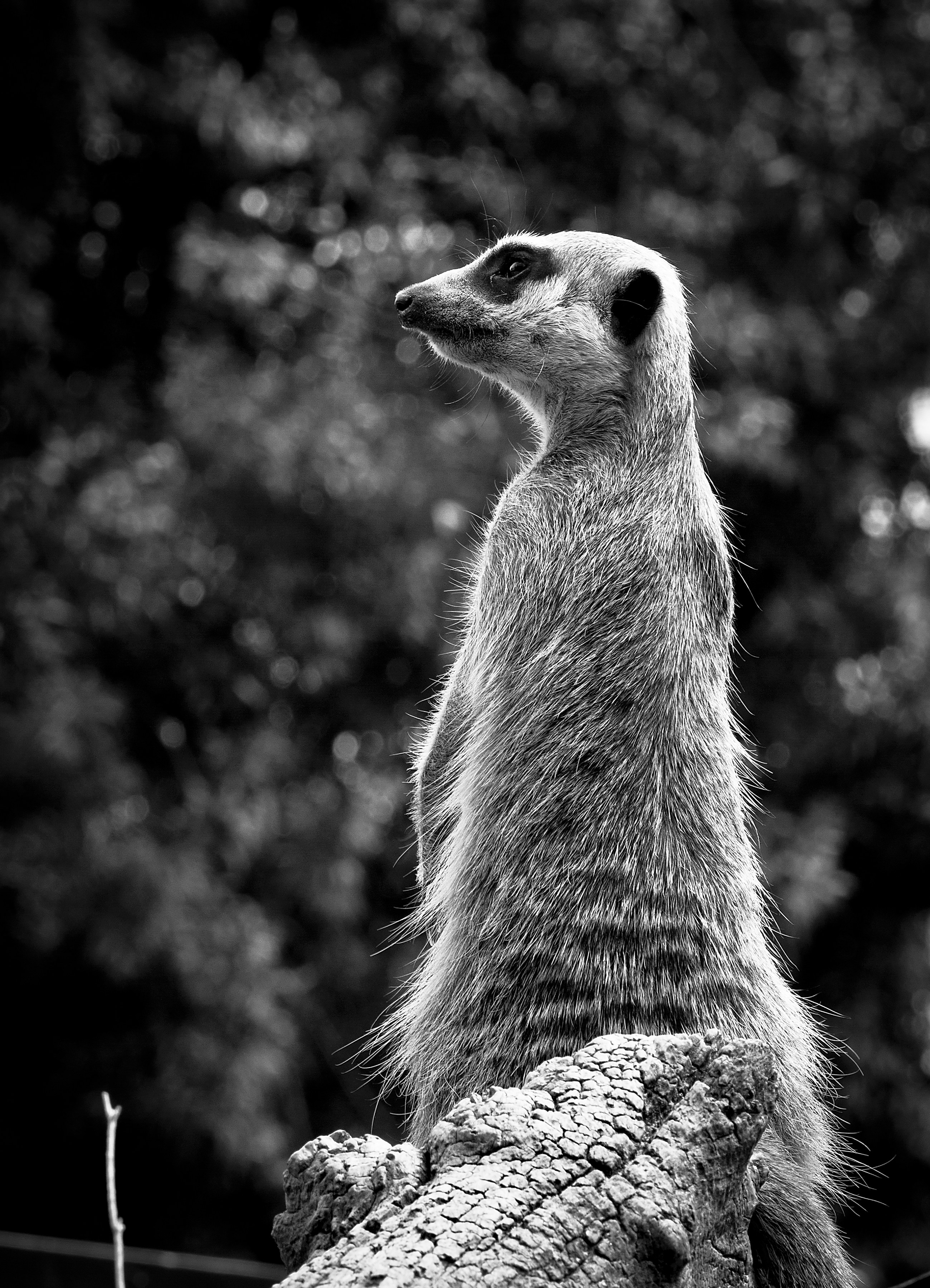 Stone Sentinel: Meerkat Vigil on a Weathered Rock