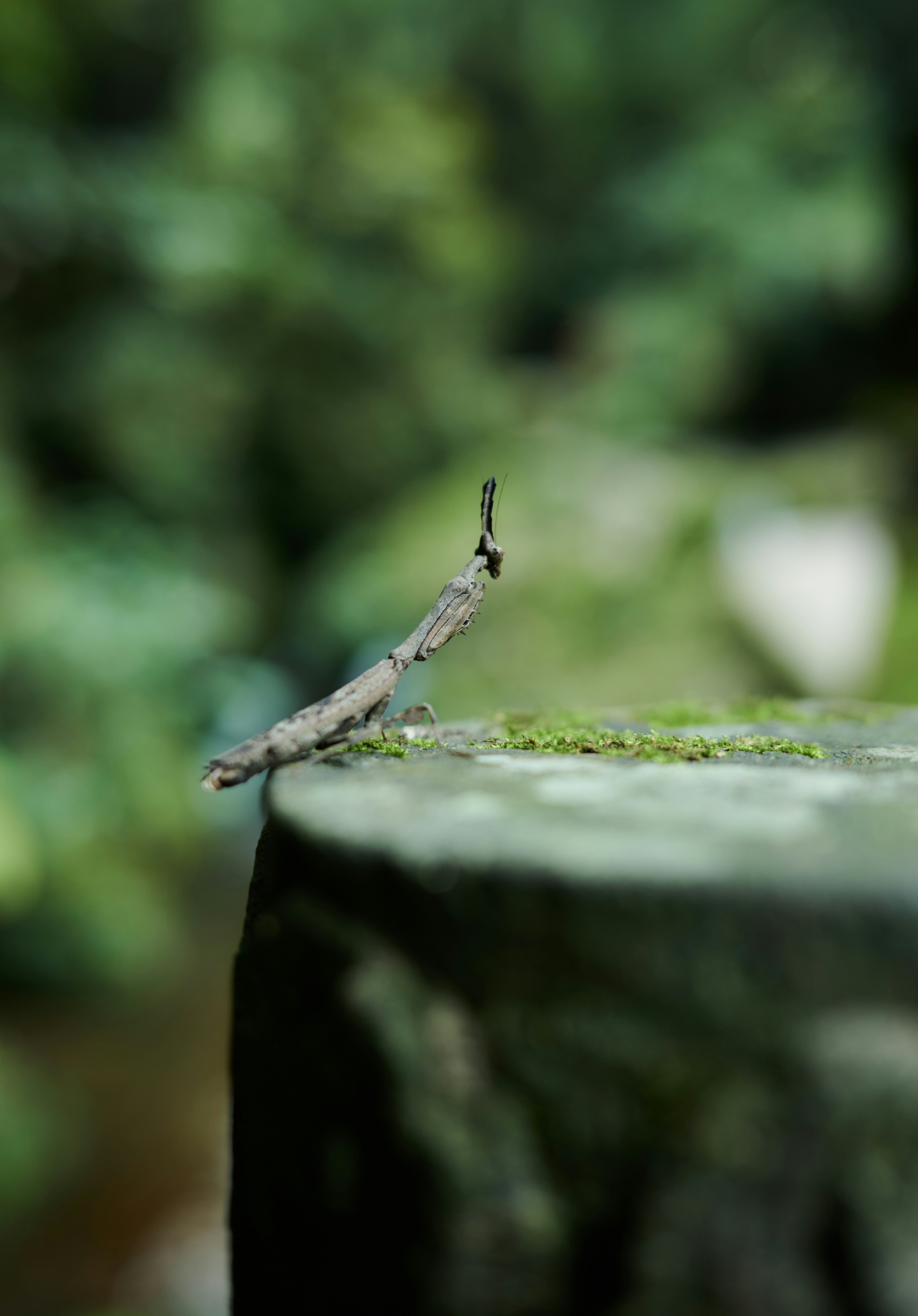 Lone Twig on a Mossy Verge: Quiet Geometry in Green