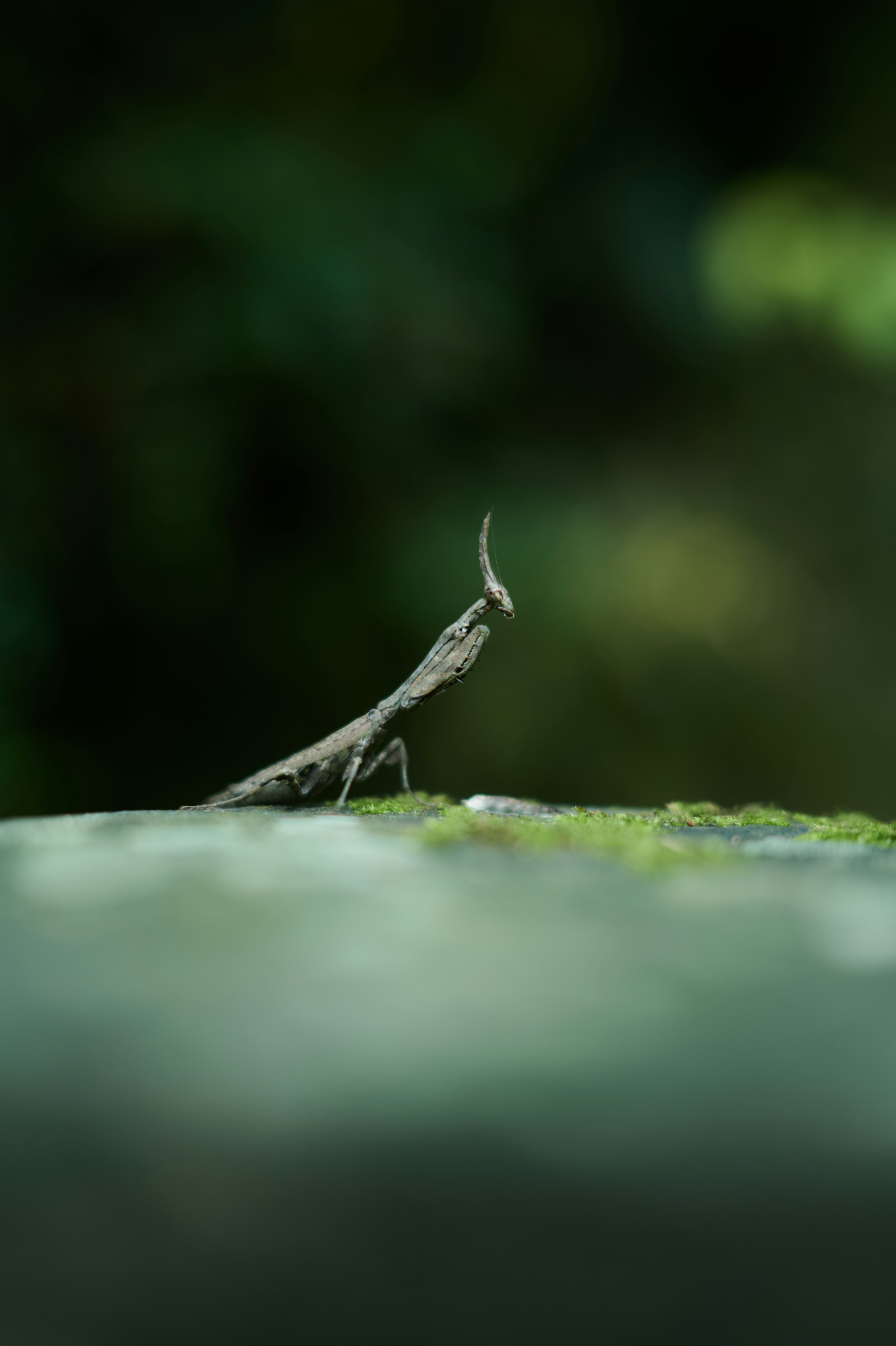 A Lone Praying Mantis Perched on Mossy Ground Amid a Verdant Blur
