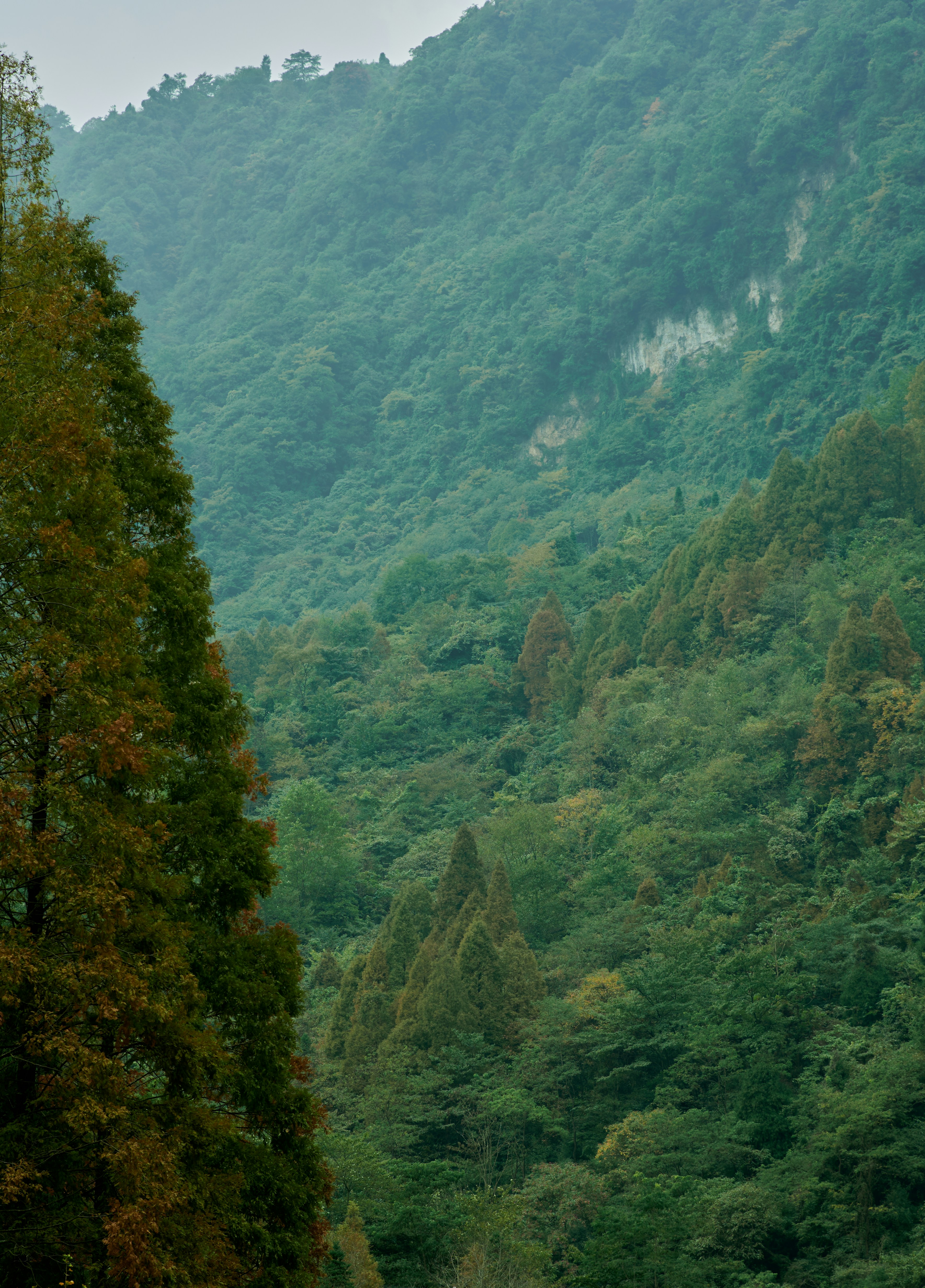 Photo by 1AmFcS with Nikon Z6