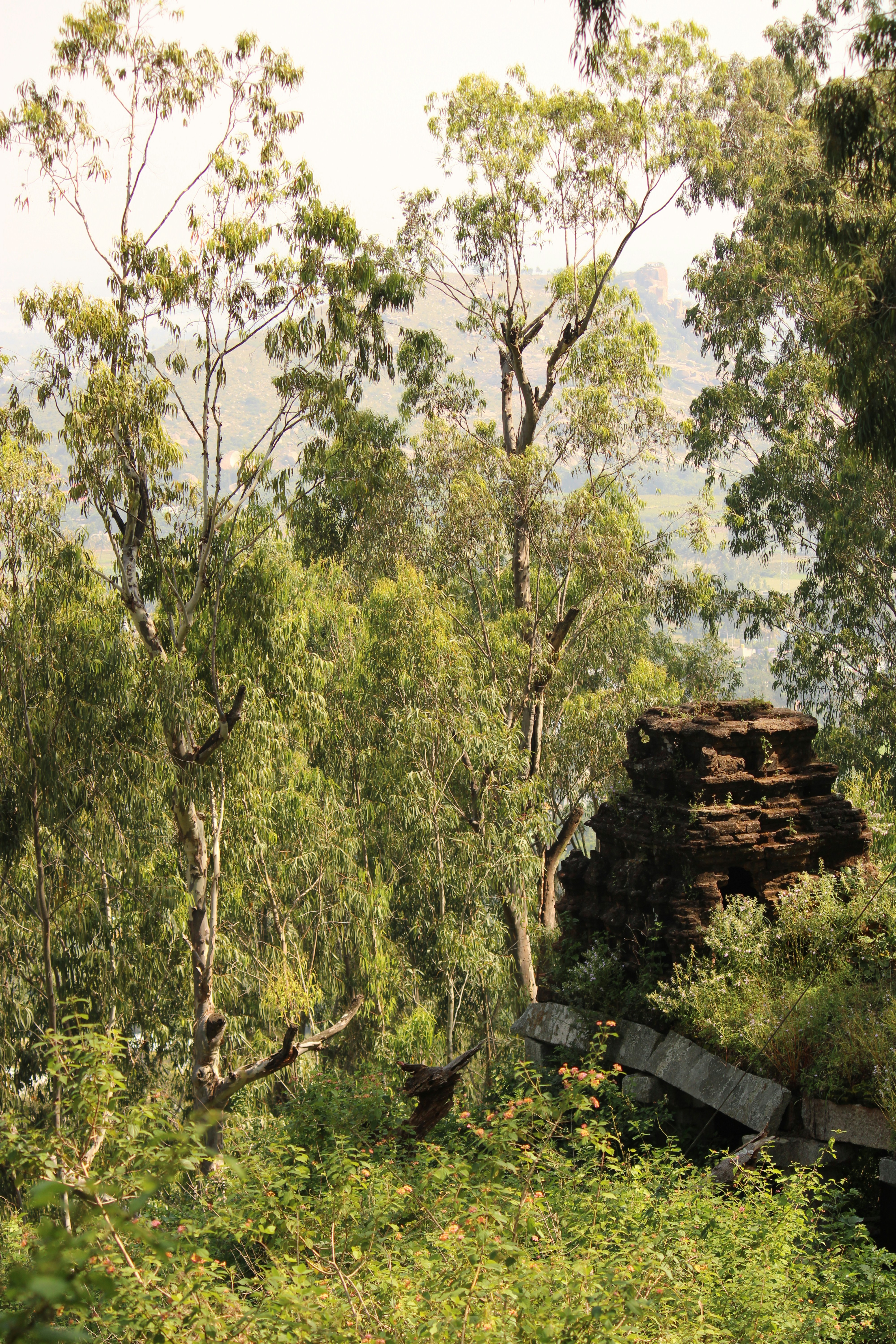 Stone Ruin Among the Sunlit Eucalyptus on a Forested Hillside
